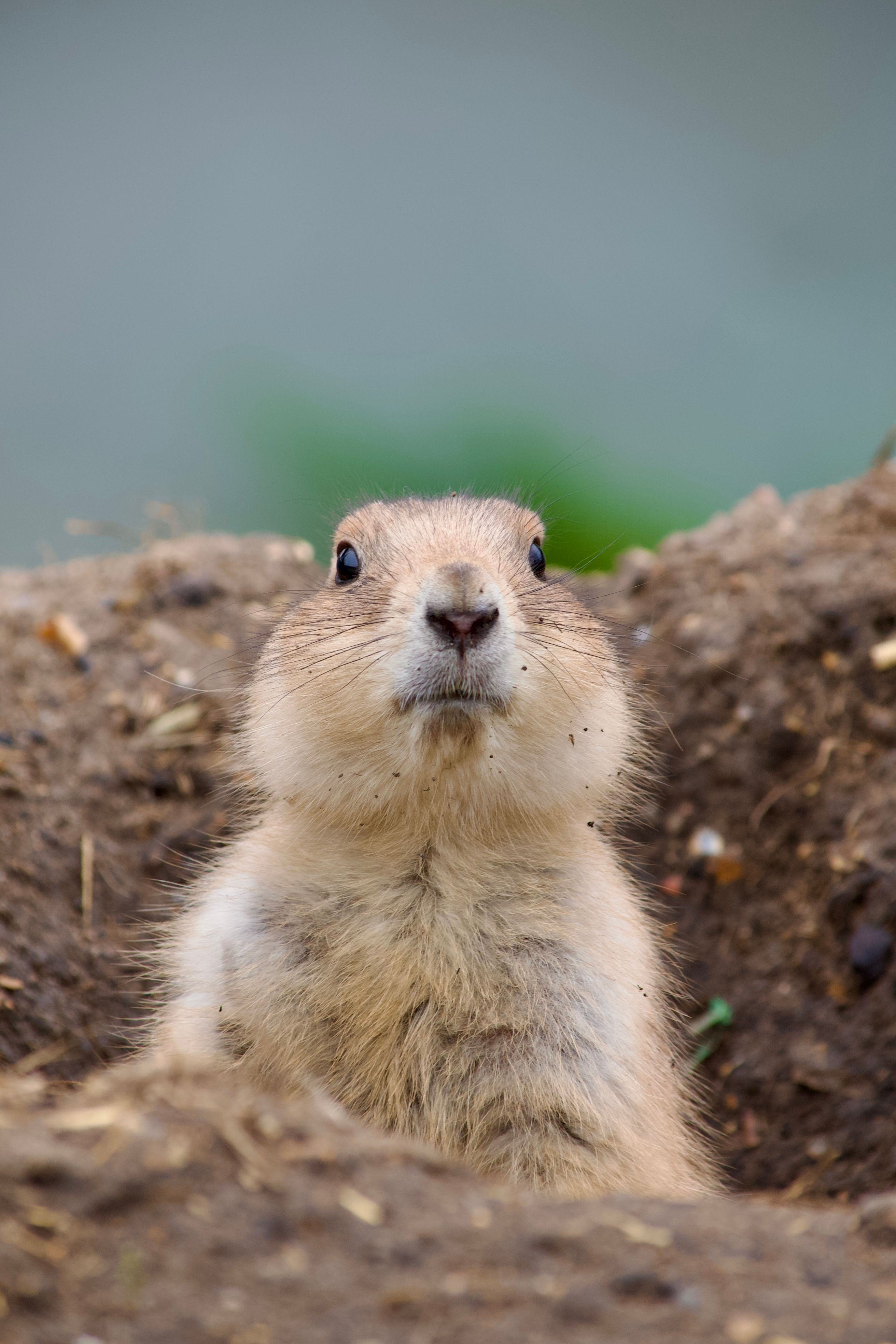 White Furry Rodent · Free Stock Photo