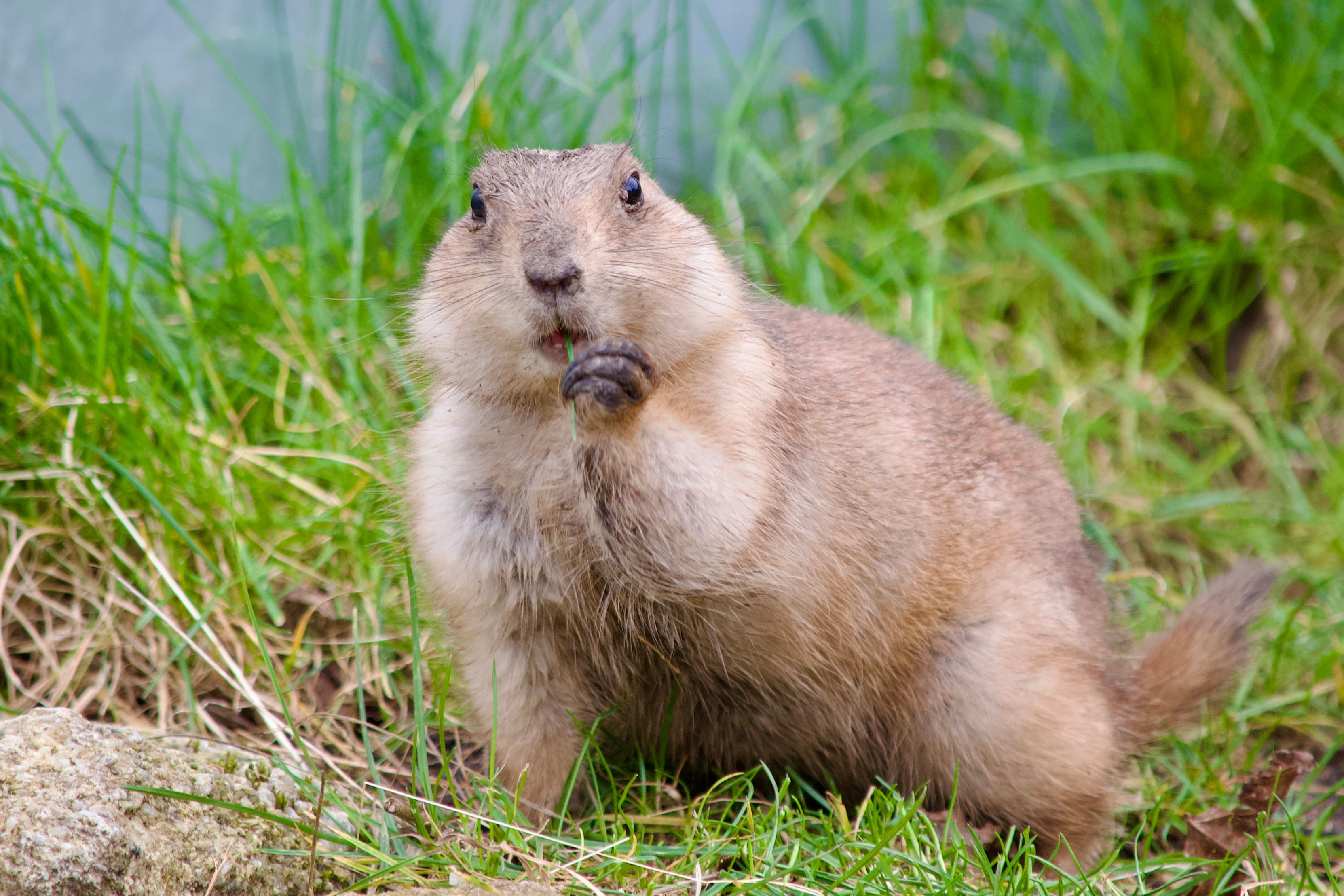 White Furry Rodent · Free Stock Photo