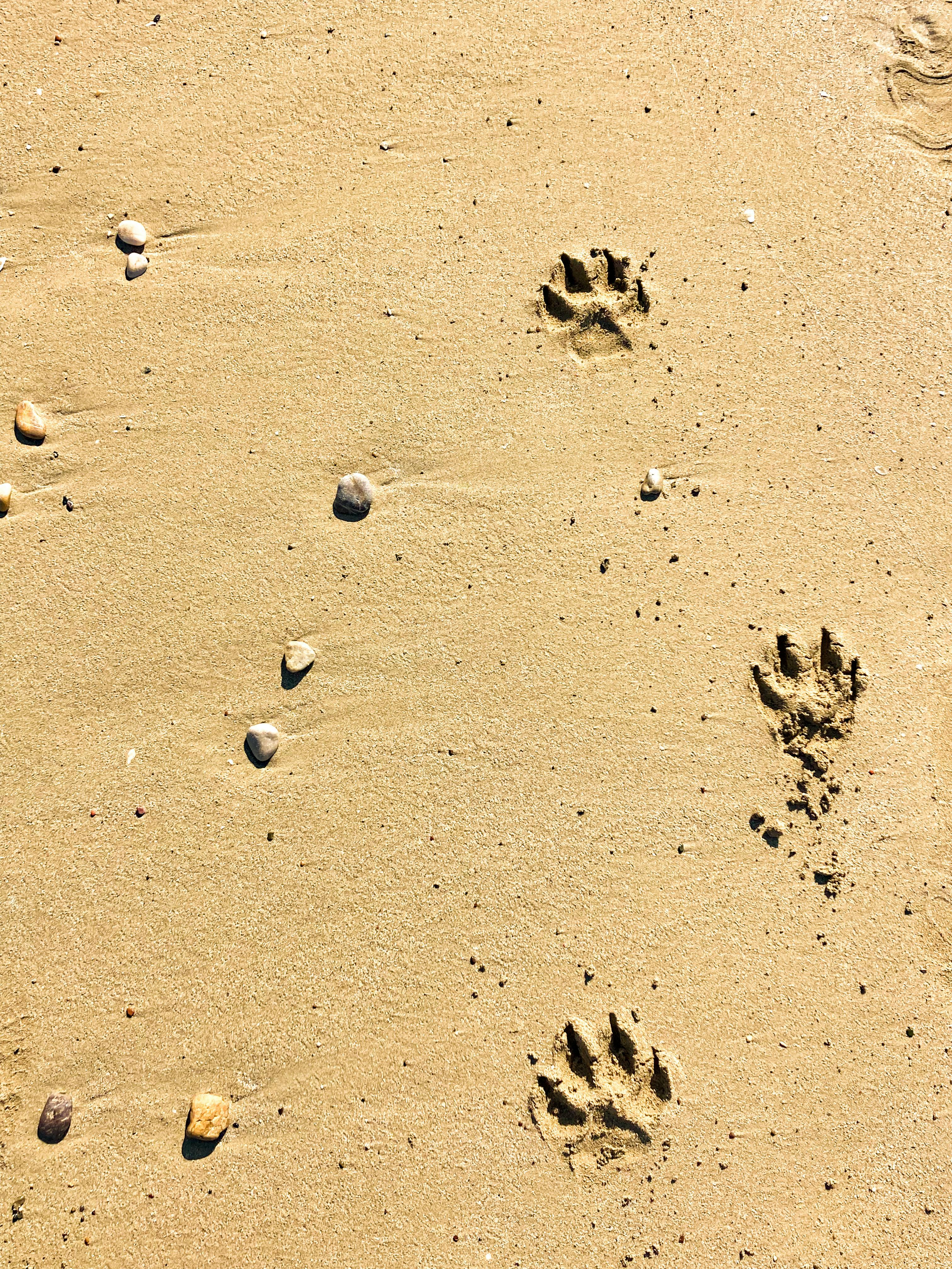 Paw Prints Dog Animated Photos, Download The BEST Free Paw Prints Dog ...