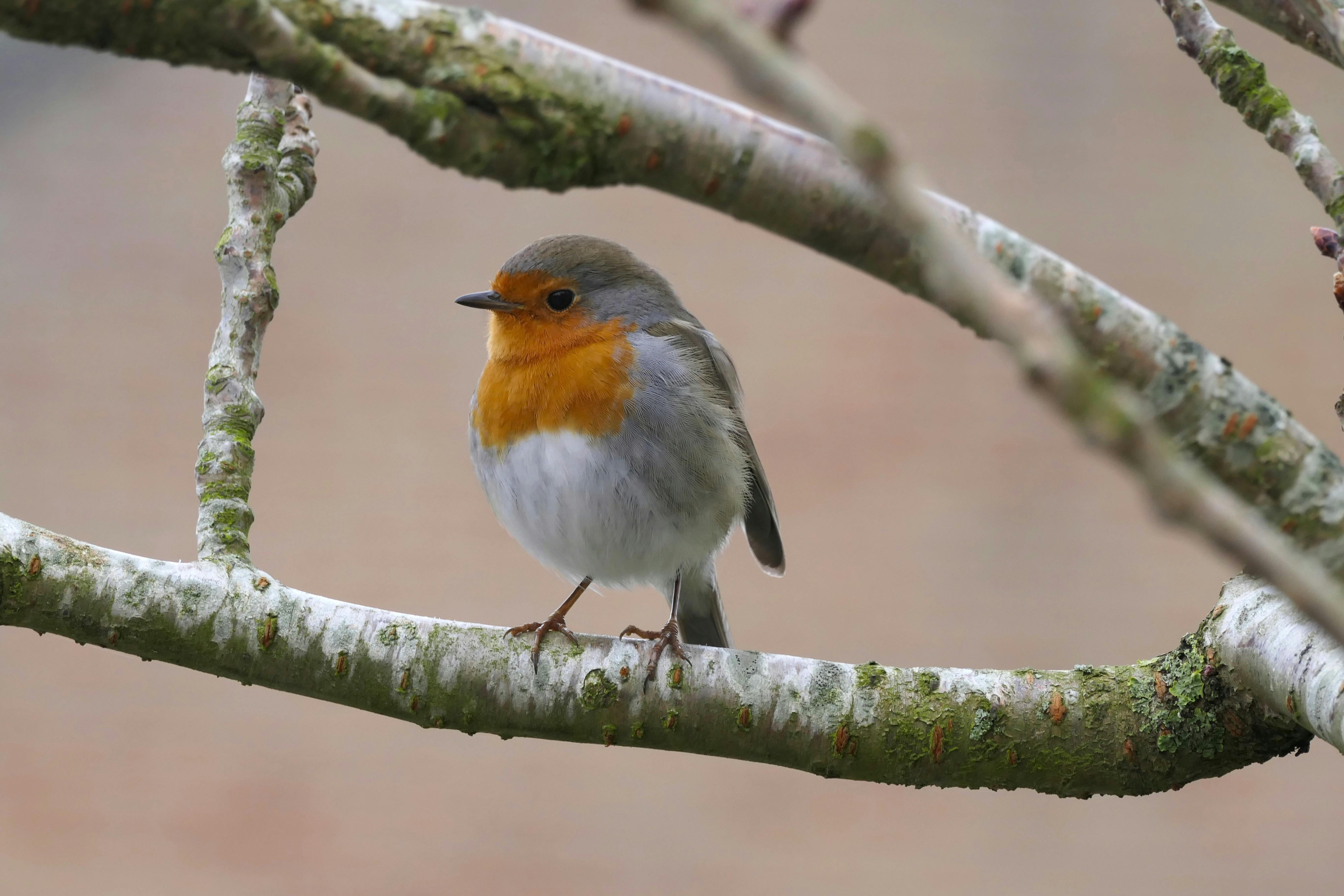 Bird Singing Videos Photos, Download The BEST Free Bird Singing Videos ...