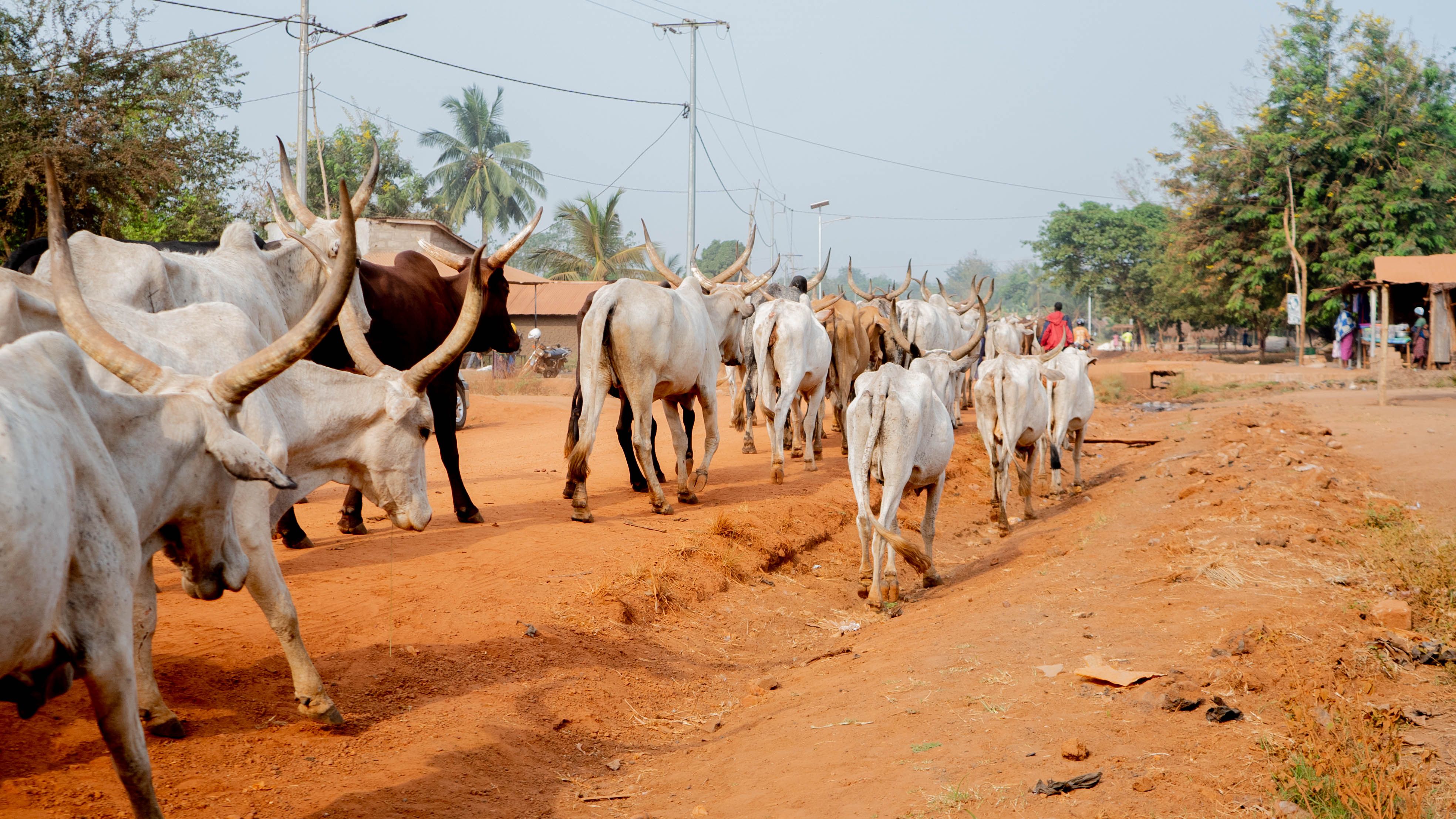 Animals Cow Goat And Camel Photos, Download The BEST Free Animals Cow ...