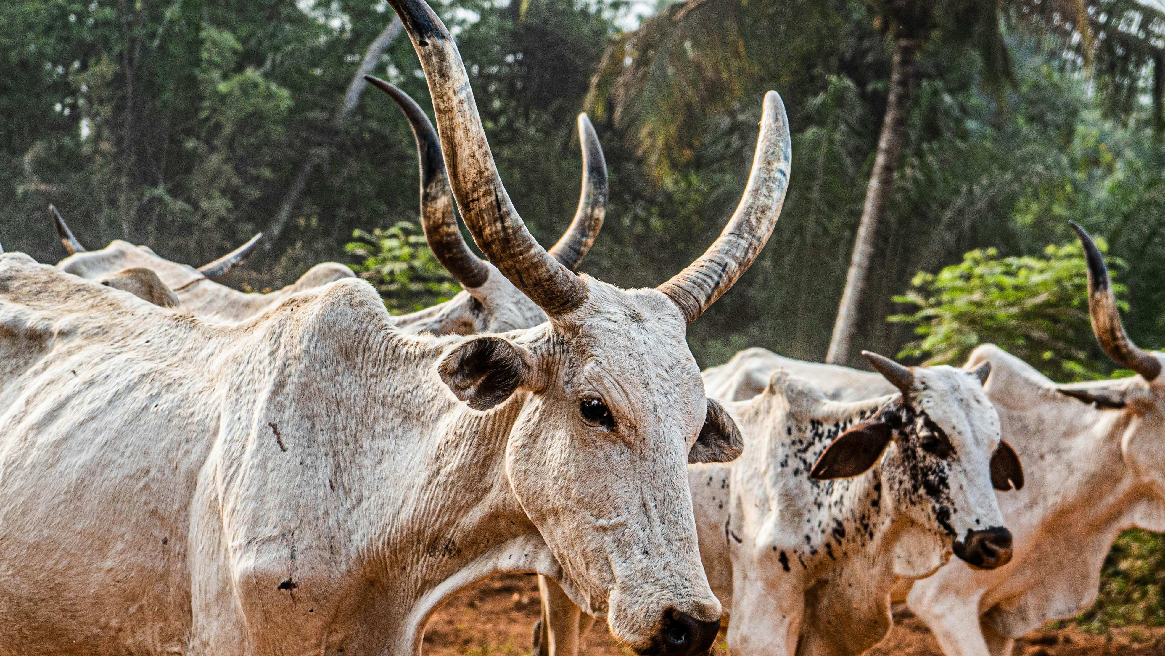 Herd of Cattle in Daytime · Free Stock Photo