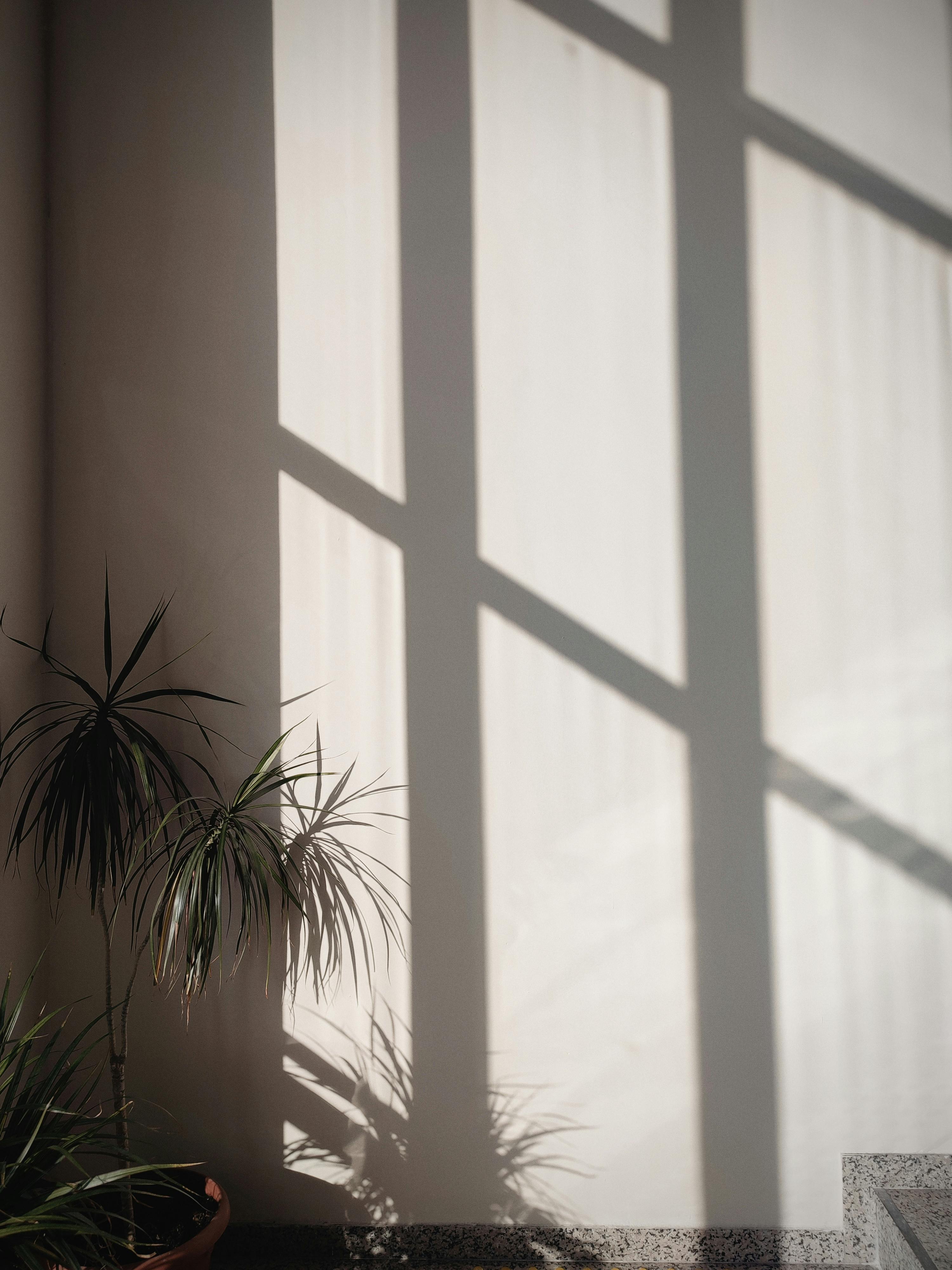 Windows Shadows on Wall · Free Stock Photo