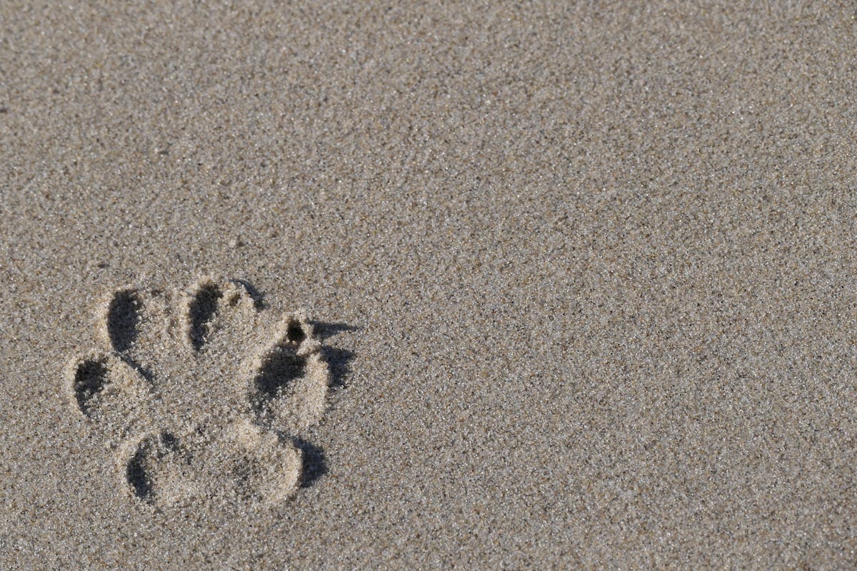 Dog Footprint Photos, Download The BEST Free Dog Footprint Stock Photos ...