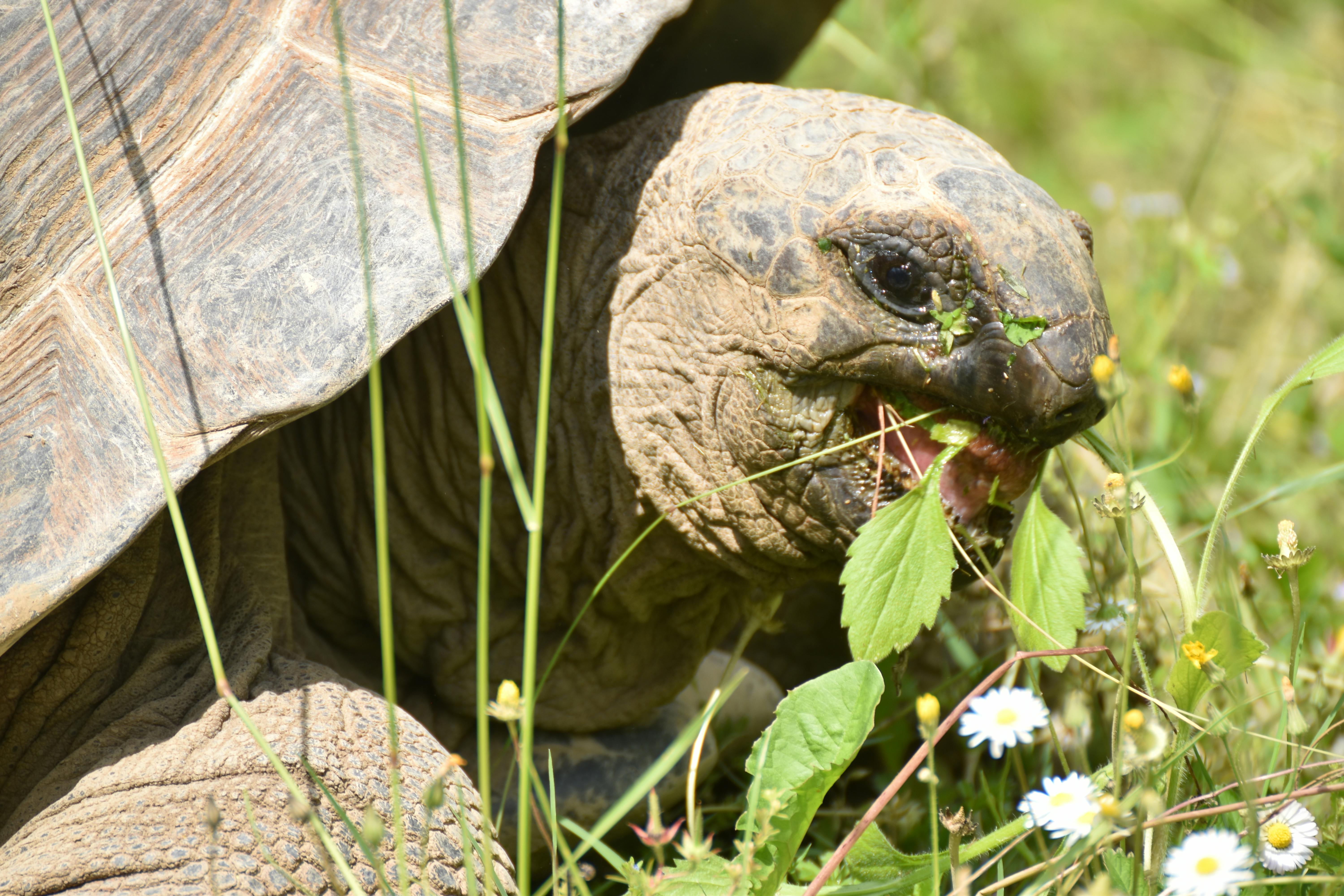 Turtle Eating Plants · Free Stock Photo