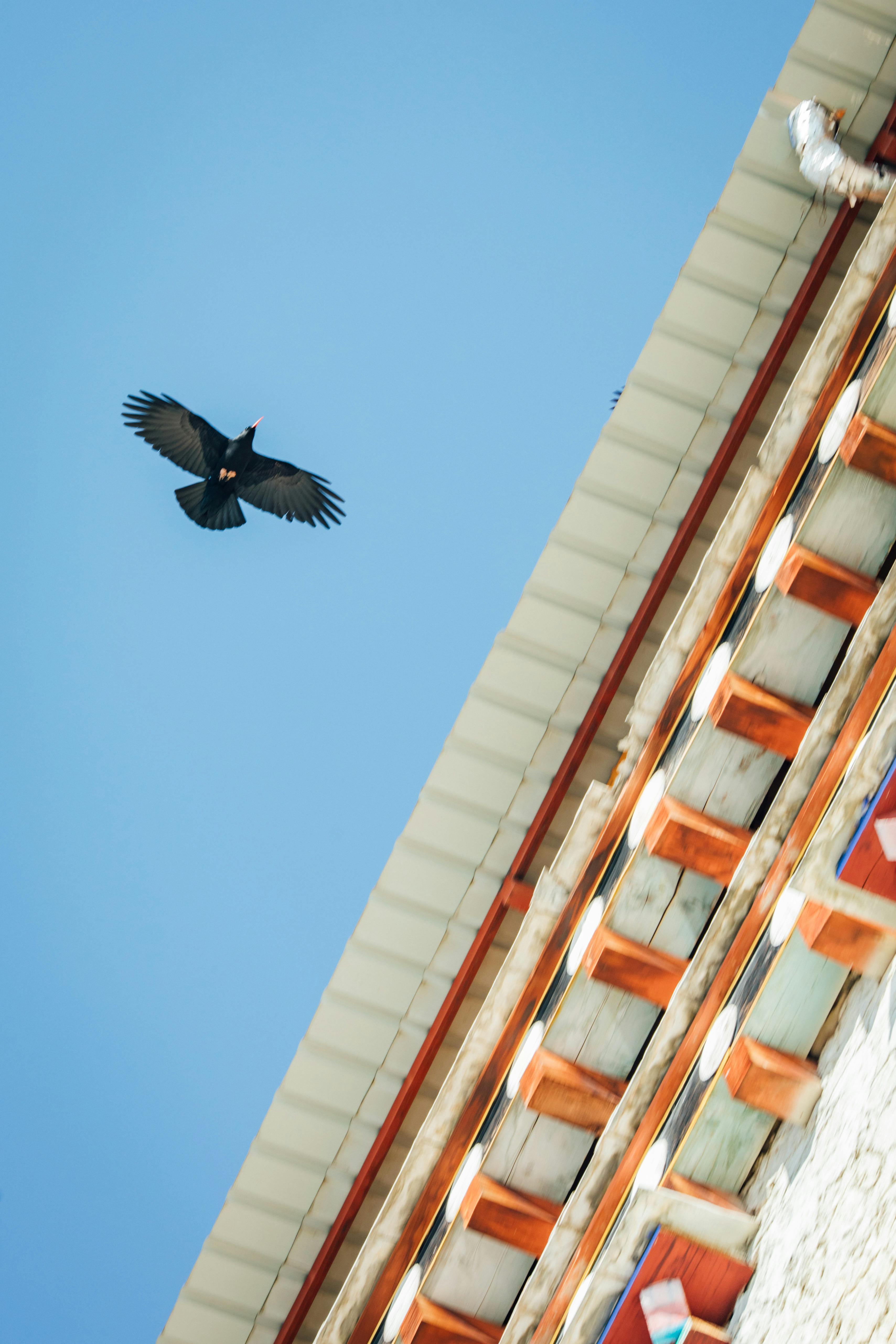 Bird Flying over Building Wall · Free Stock Photo