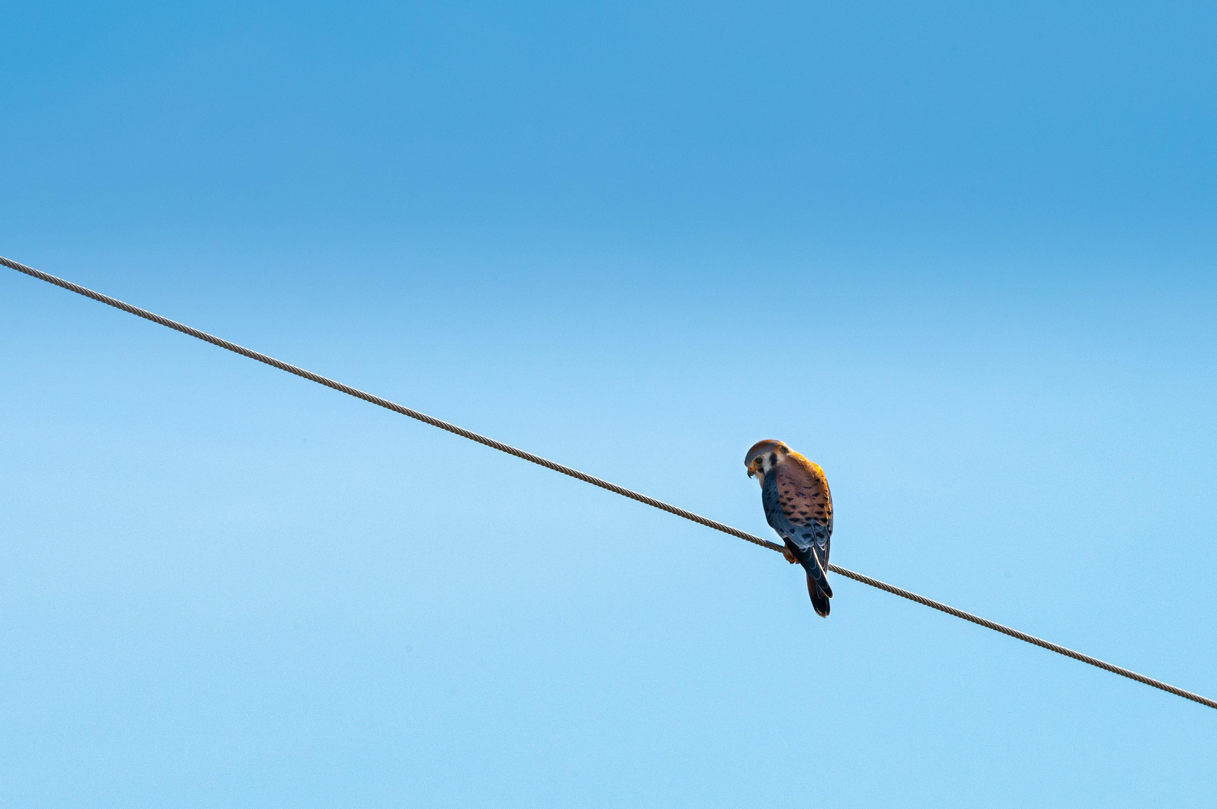 Bird Perching On Wire · Free Stock Photo