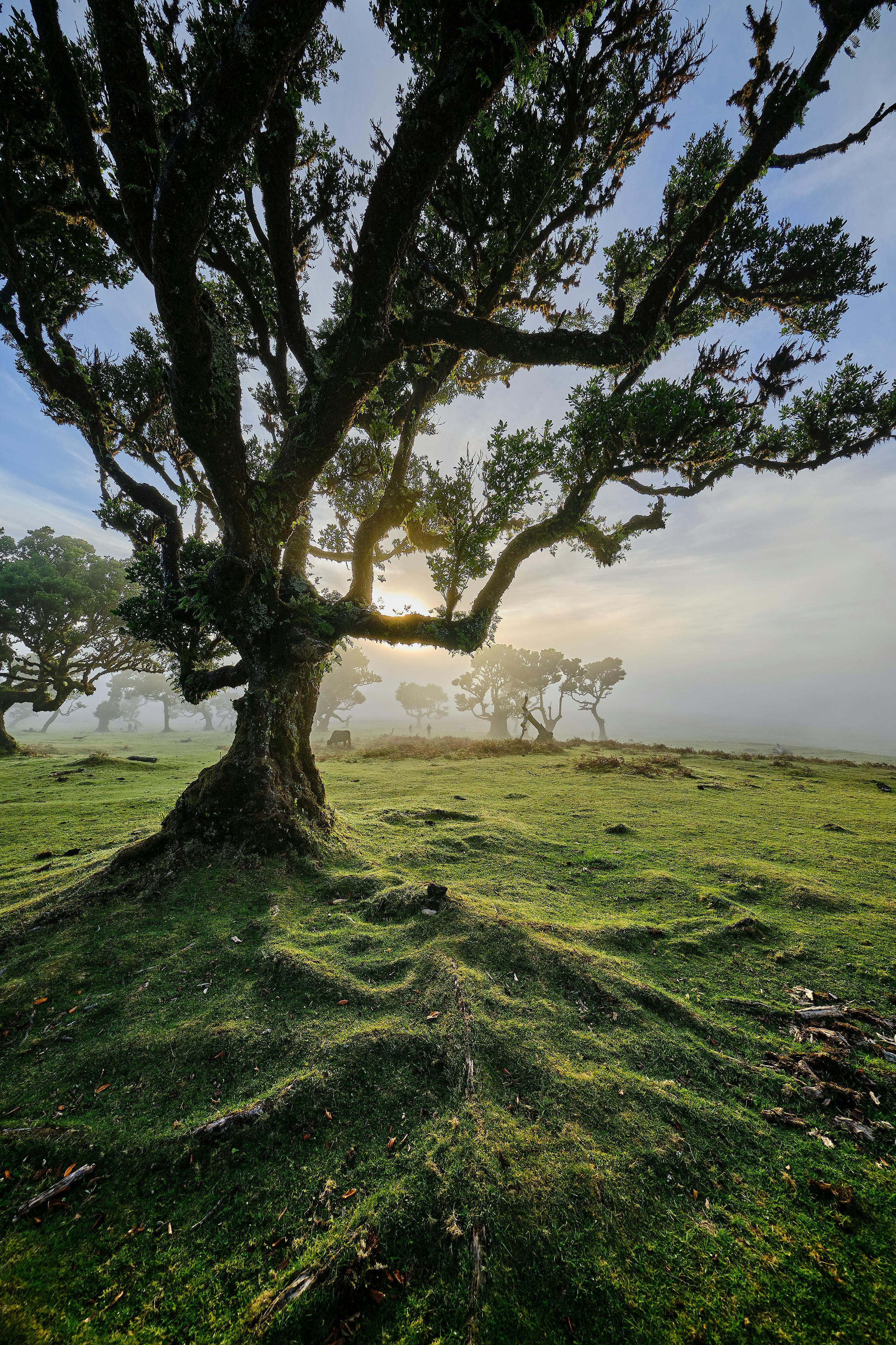 Green Leafed Tree · Free Stock Photo