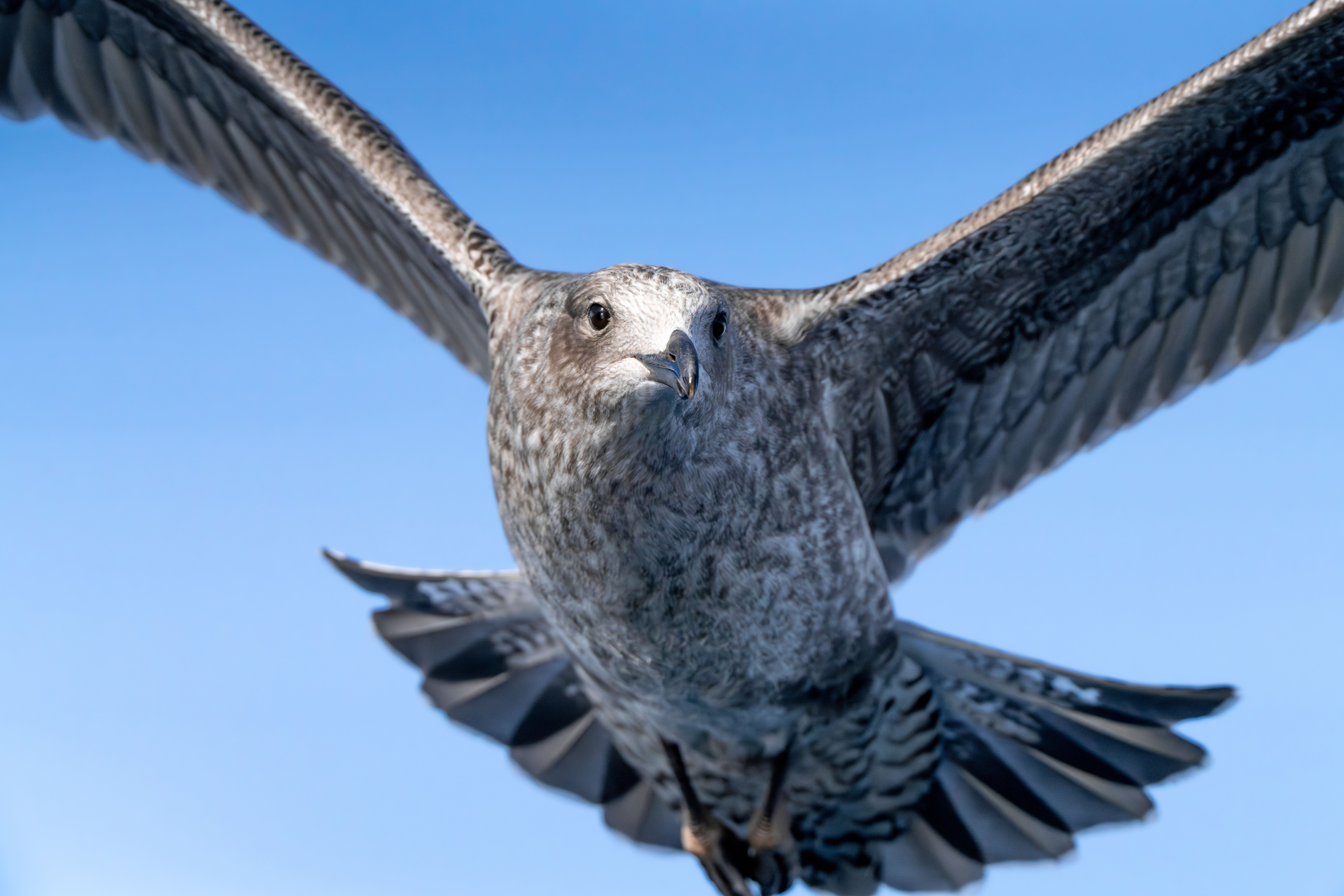 Flying White and Gray Bird · Free Stock Photo