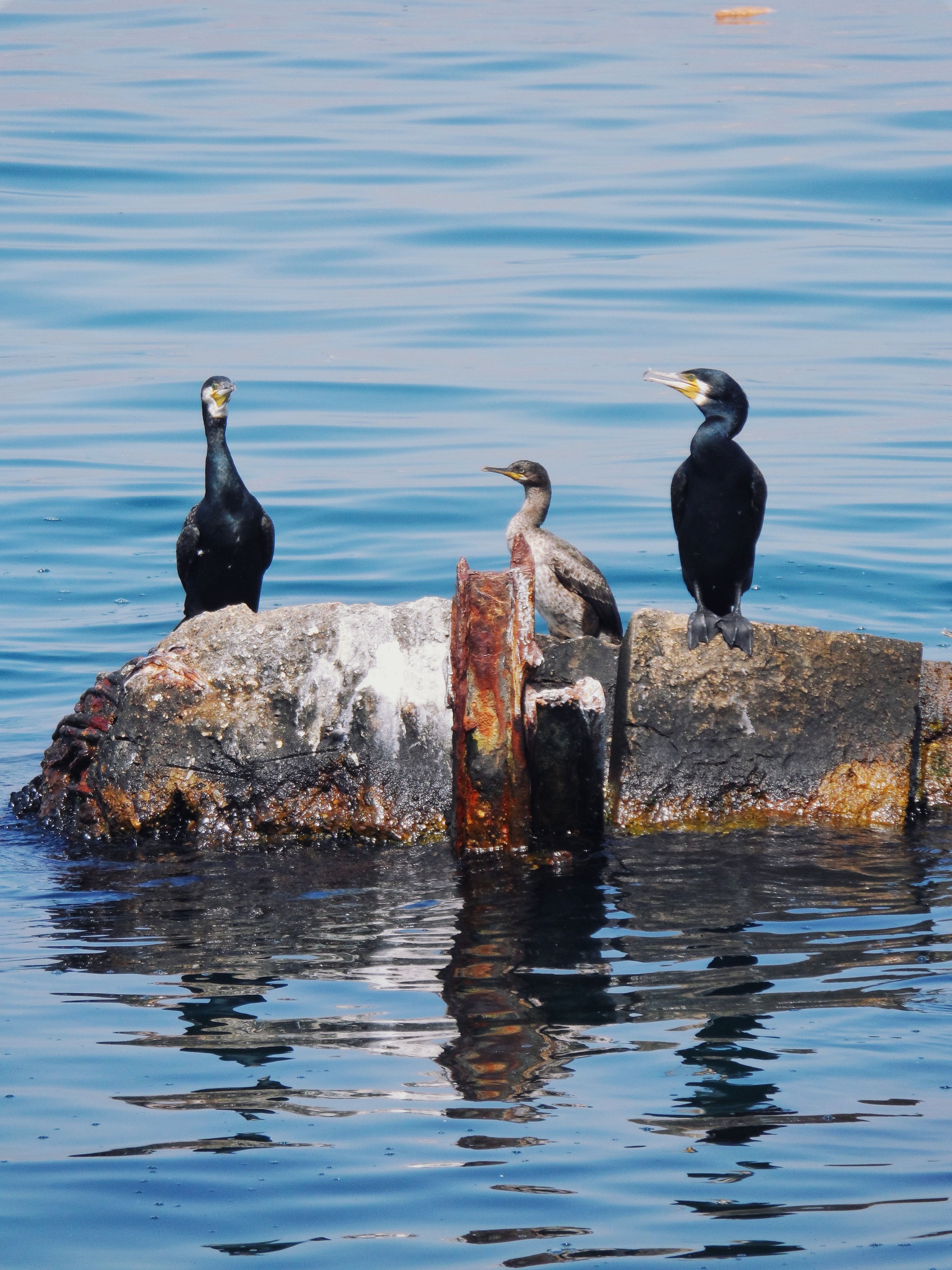 Great Cormorants Birds · Free Stock Photo