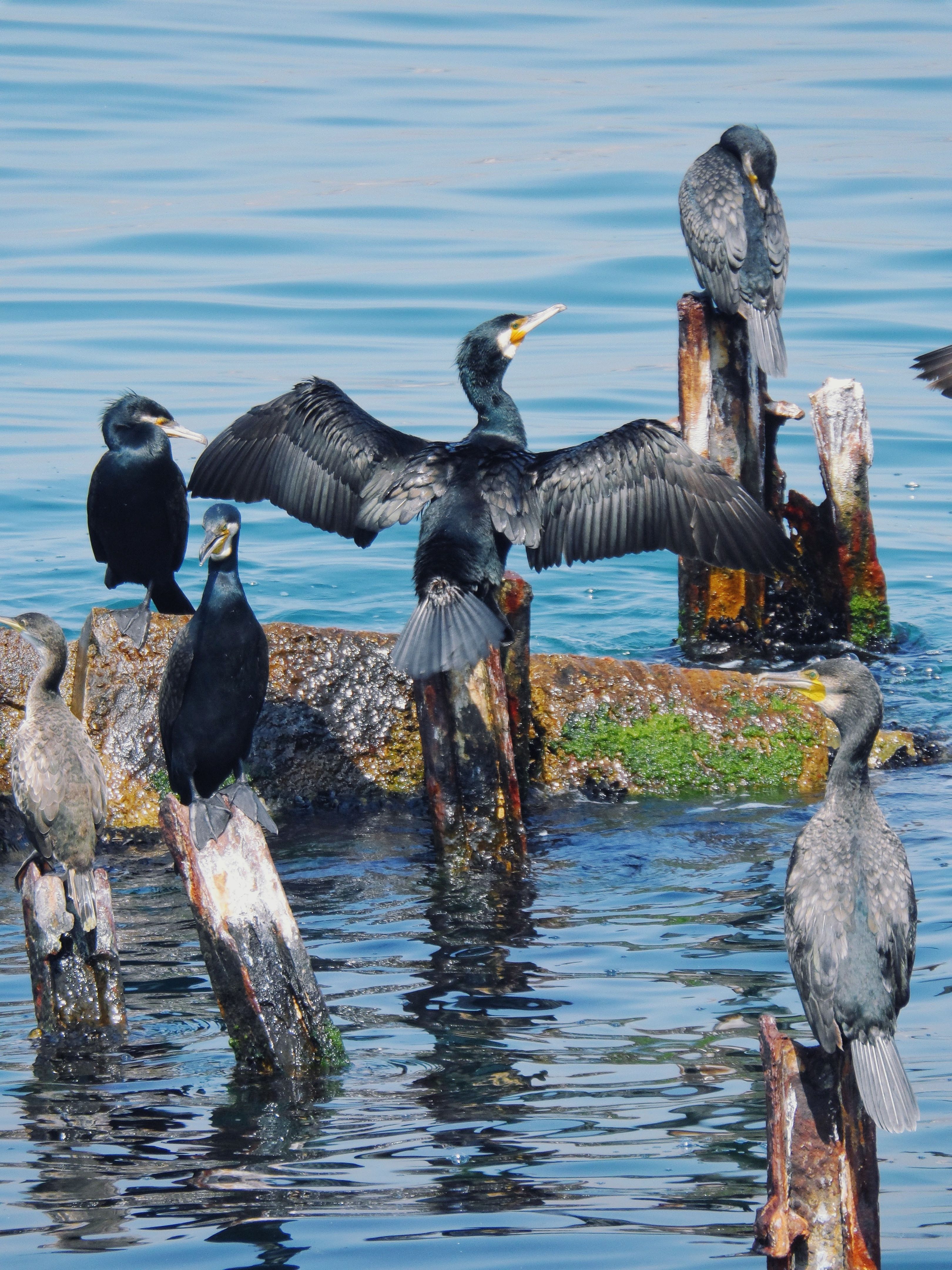 Great Cormorants on Lake · Free Stock Photo