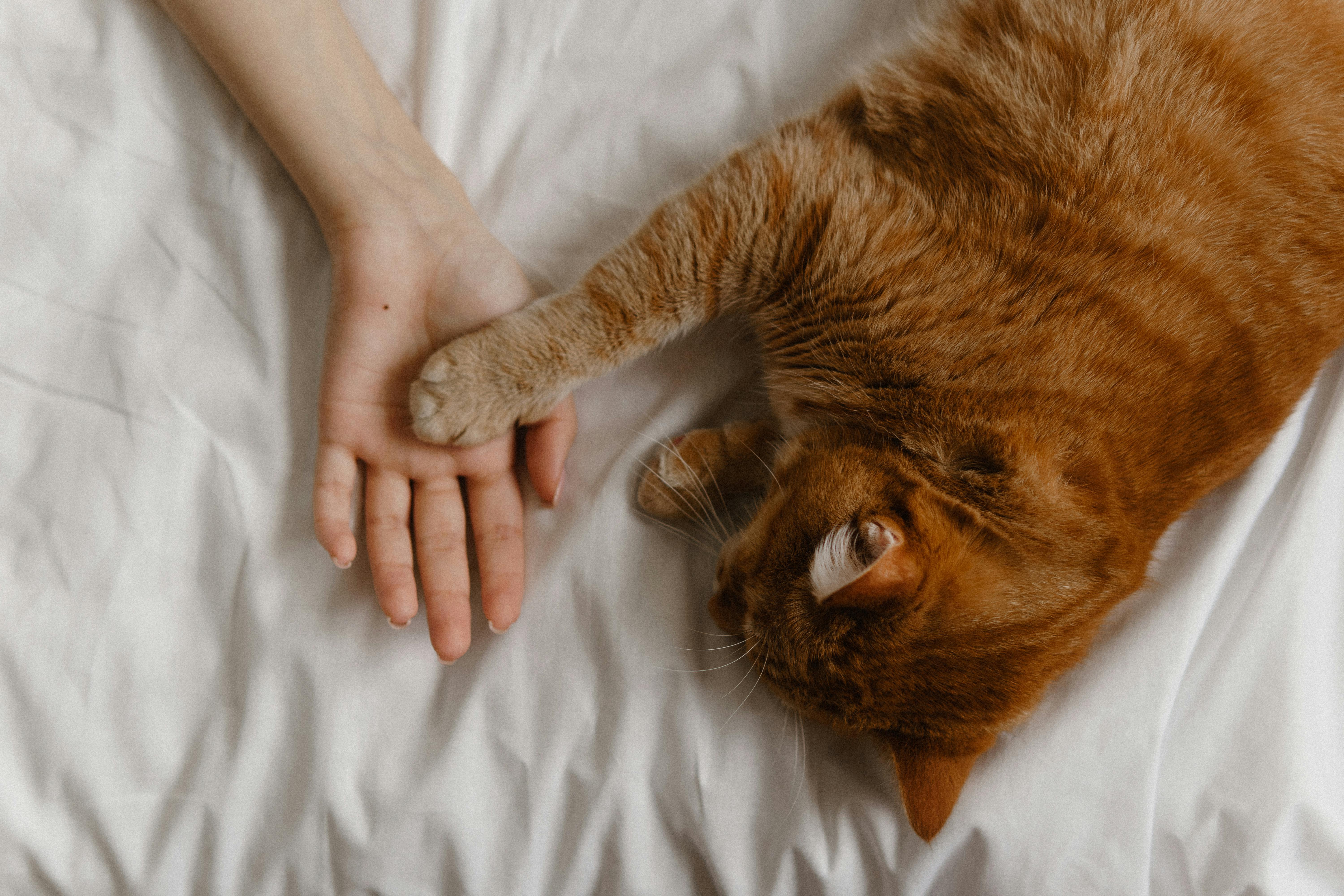 Cats Pawn on Humans Hand · Free Stock Photo