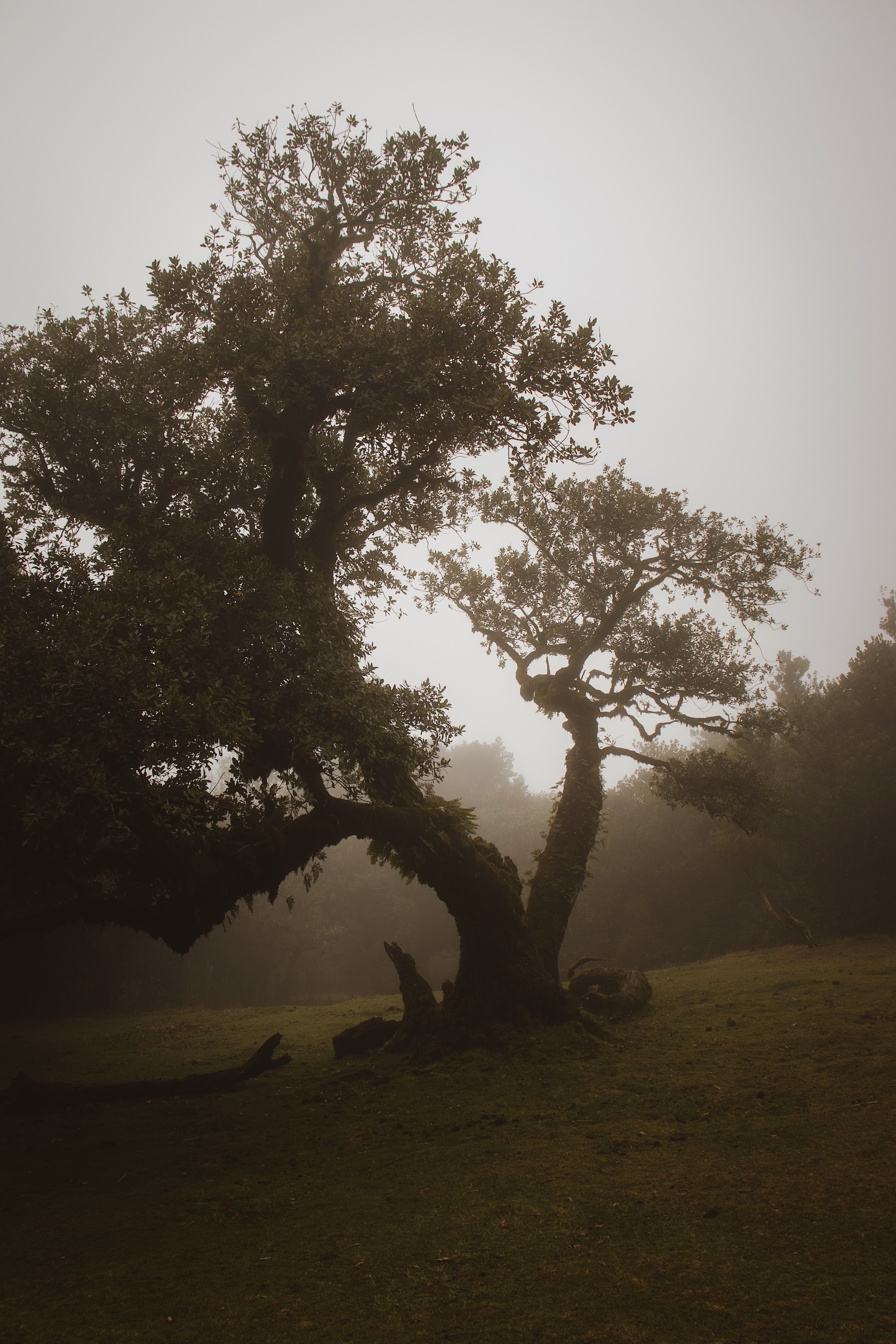 A tree in the foggy woods with a foggy sky · Free Stock Photo