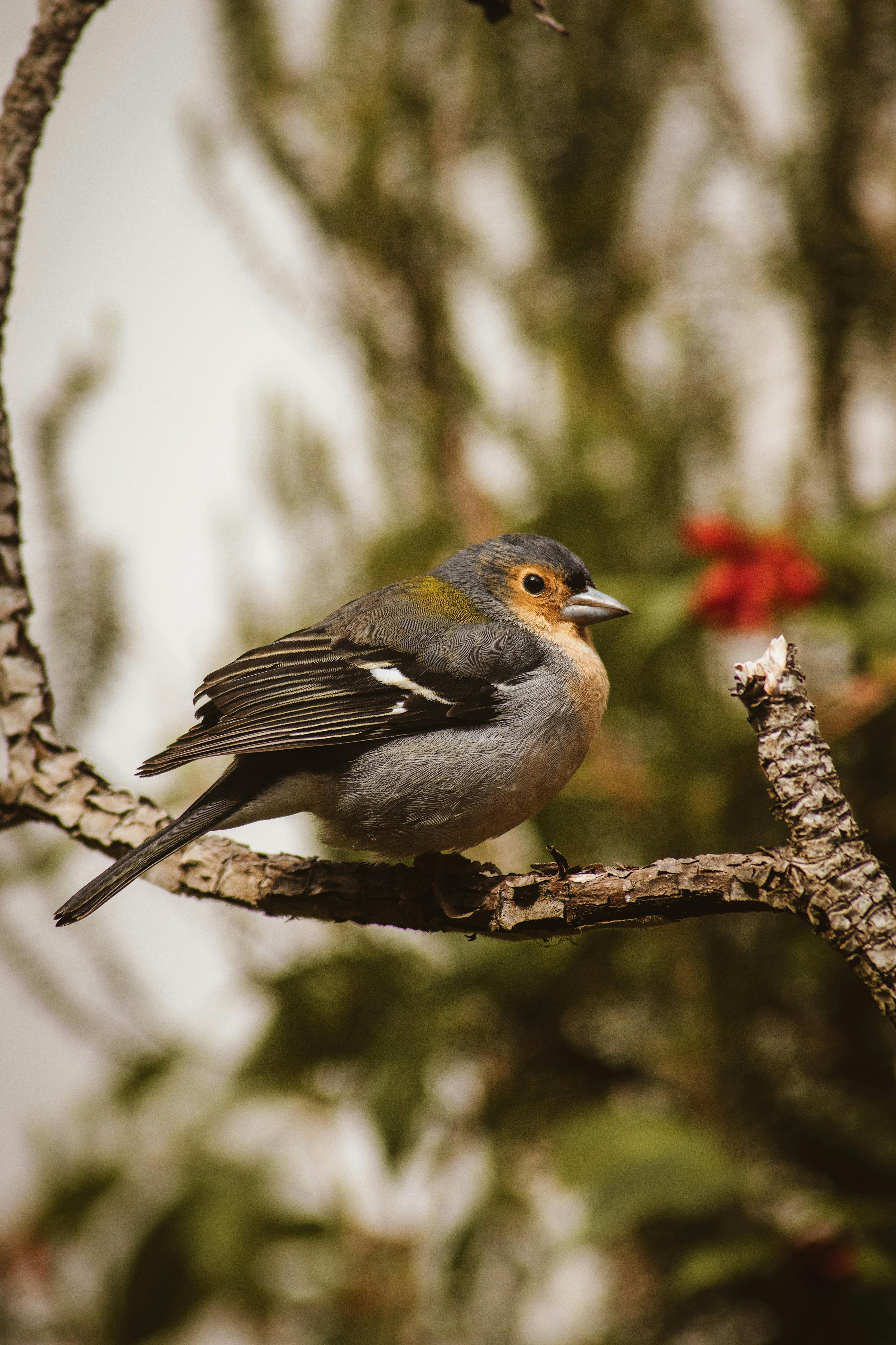 Eurasian Chaffinch Bird in Branch · Free Stock Photo