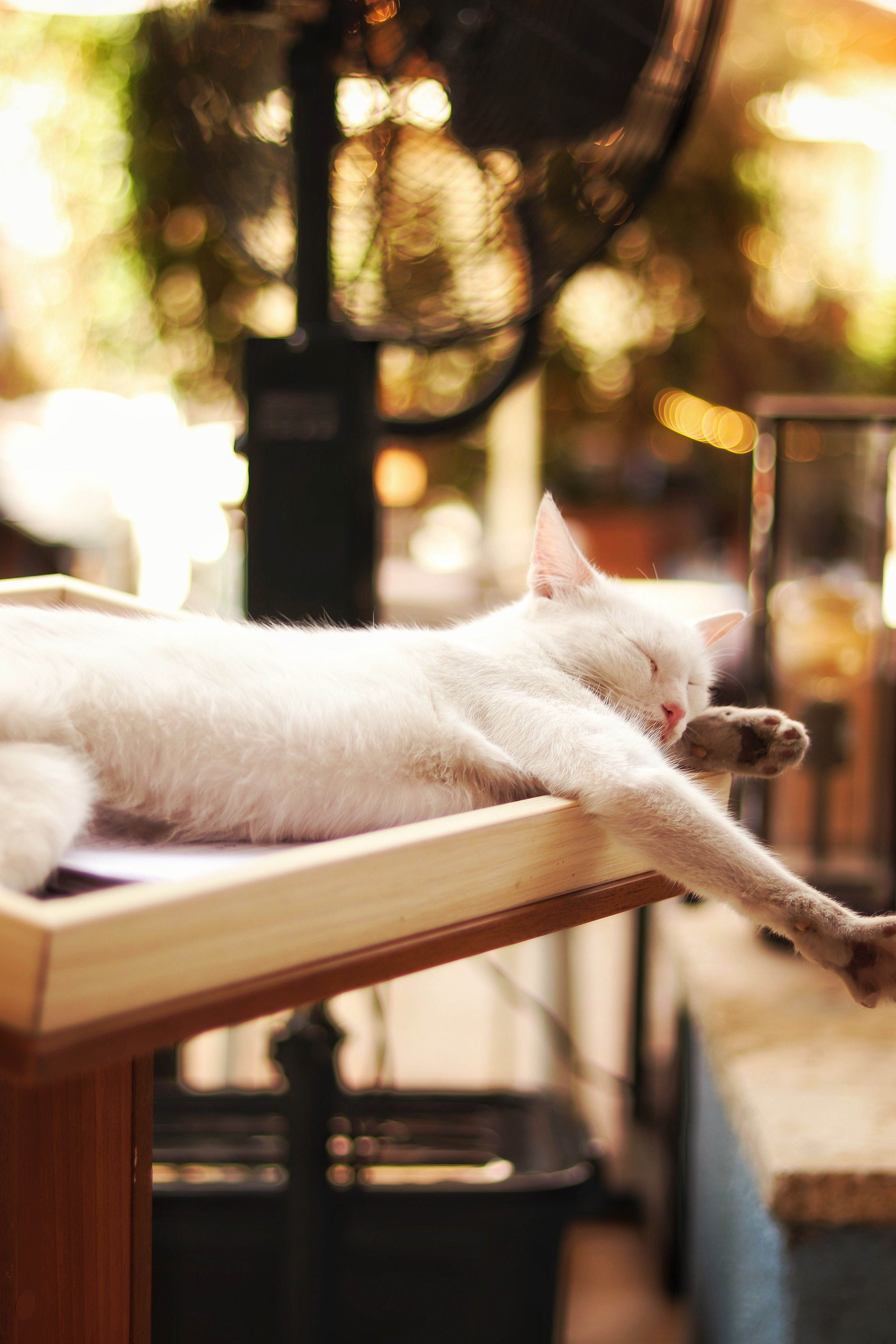 Iran Lazy Nap Rzeka Photos, Download The BEST Free Iran Lazy Nap Rzeka ...