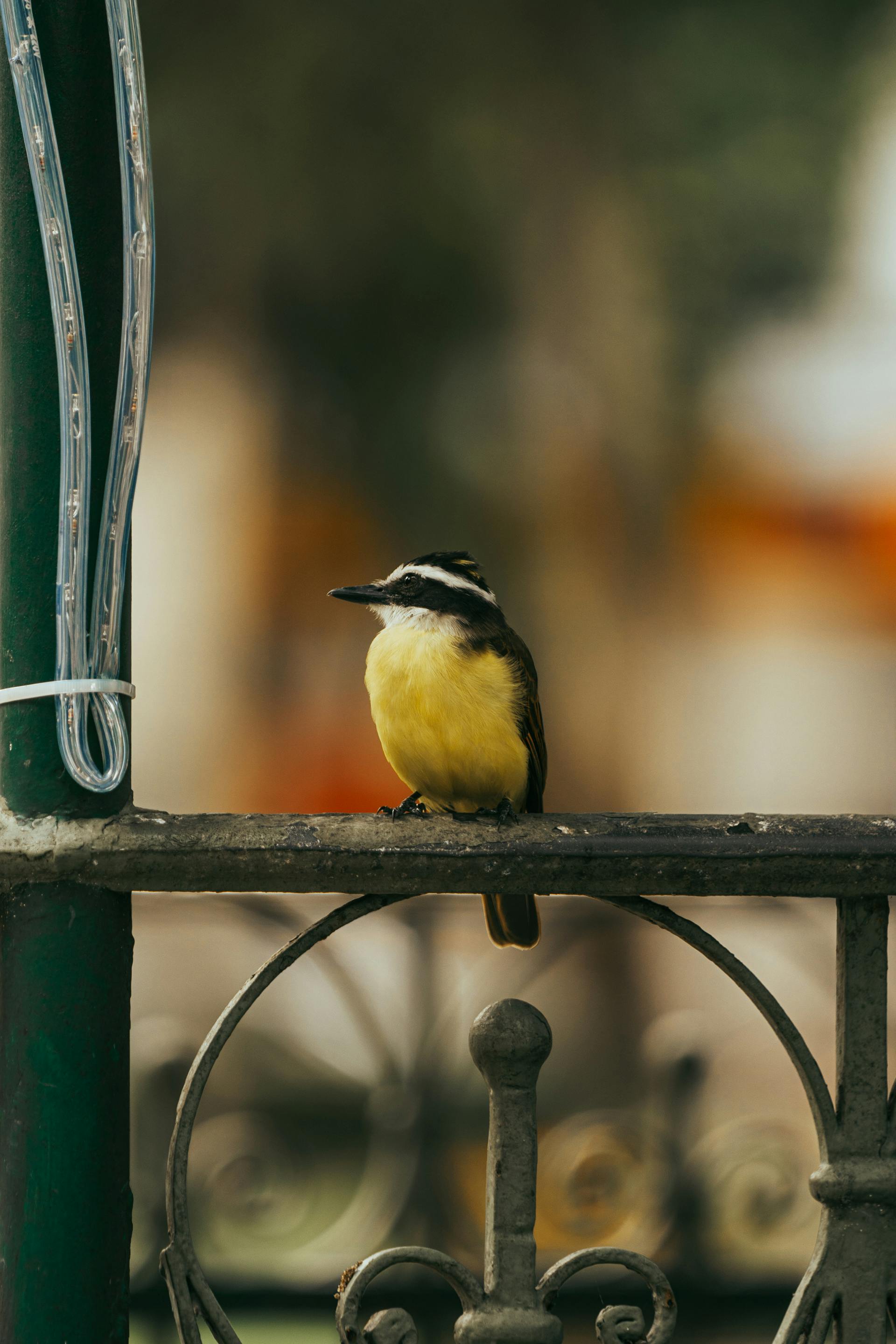 Great Kiskadee on Railing · Free Stock Photo