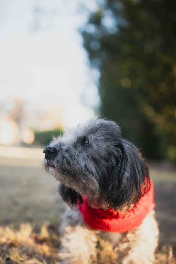 Doggy Style Photos, Download The BEST Free Doggy Style Stock Photos ...