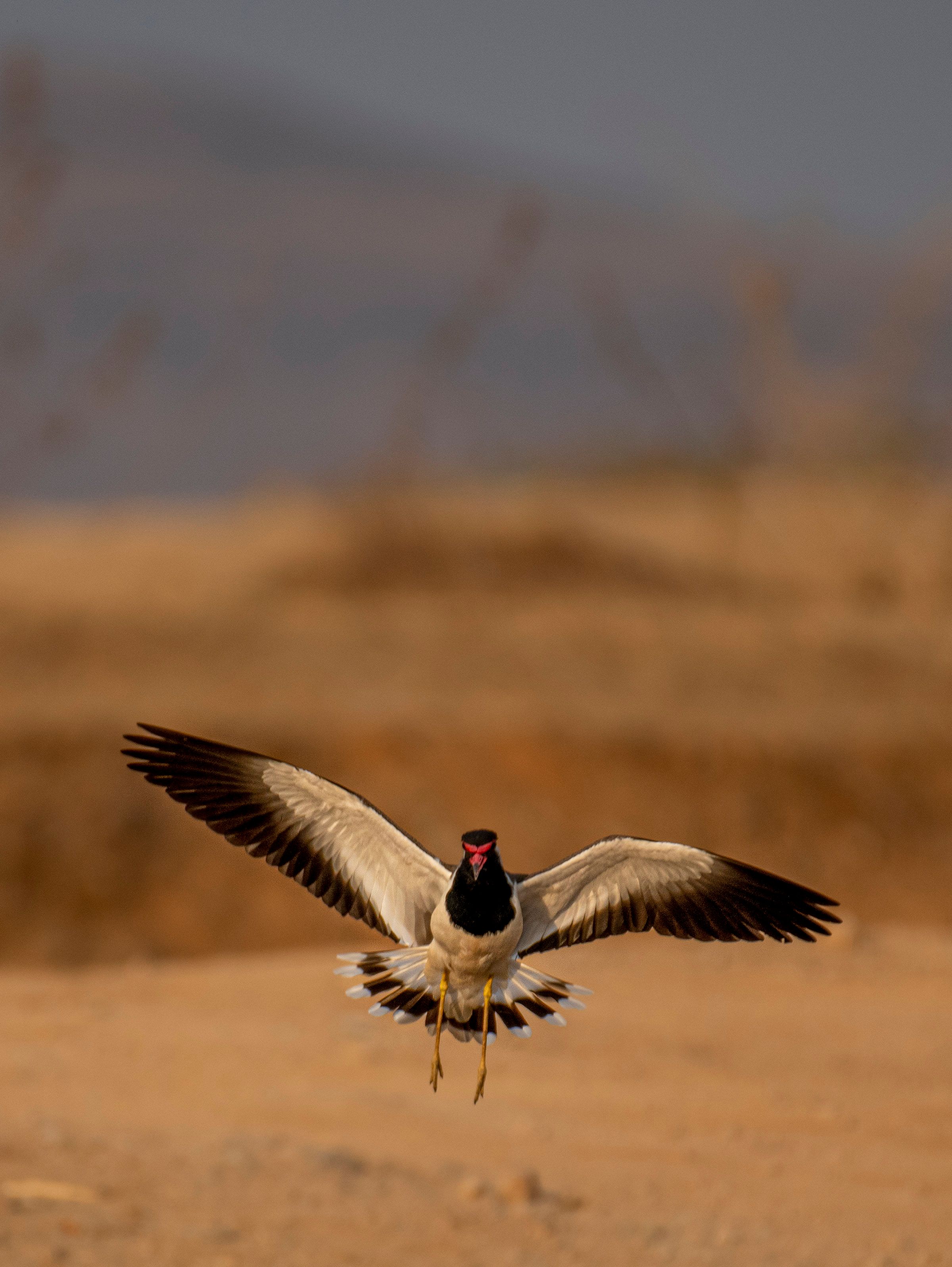 Close-up of a Flying Red-wattled Lapwing · Free Stock Photo