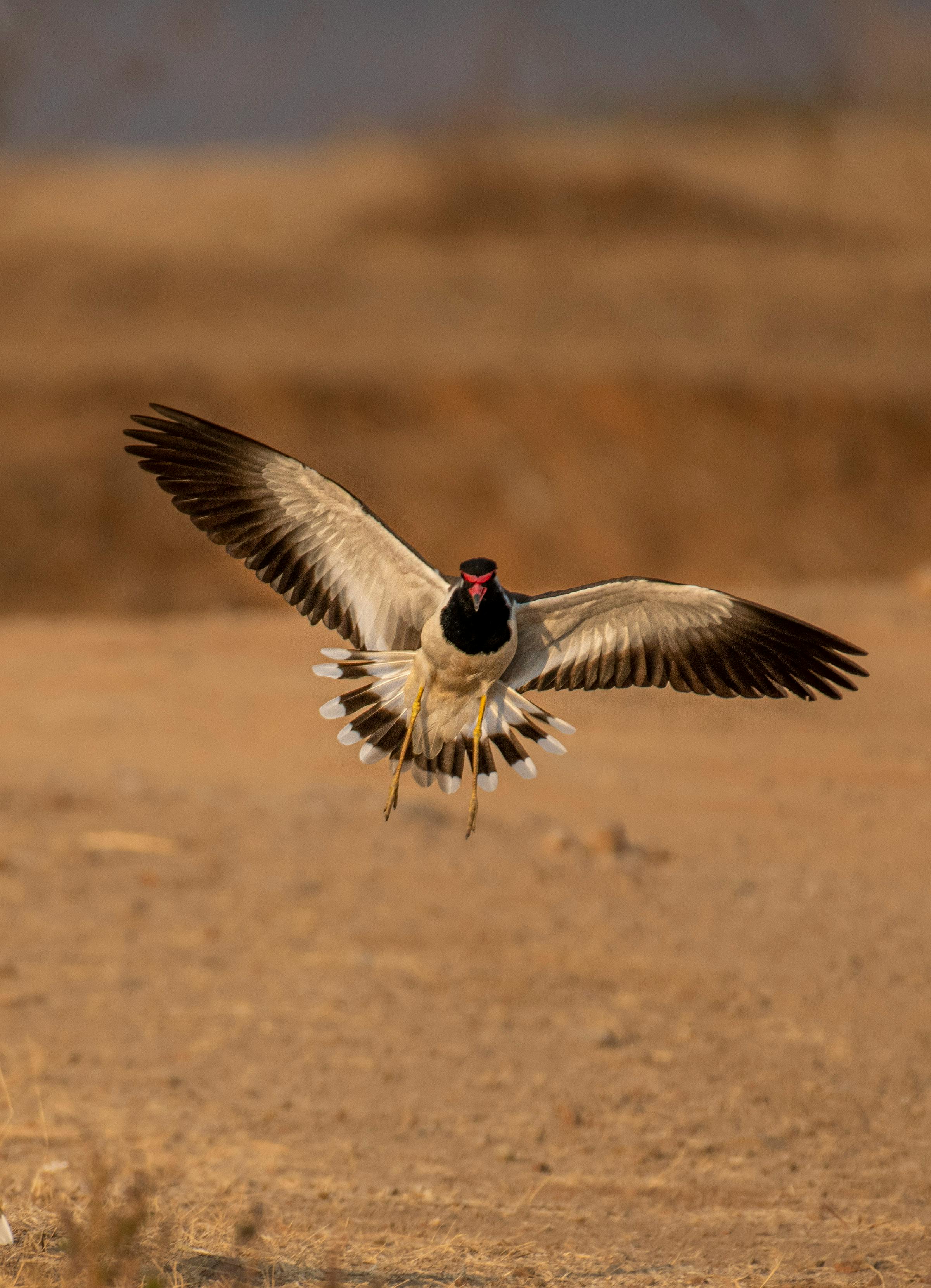 Close-up of a Flying Red-wattled Lapwing · Free Stock Photo