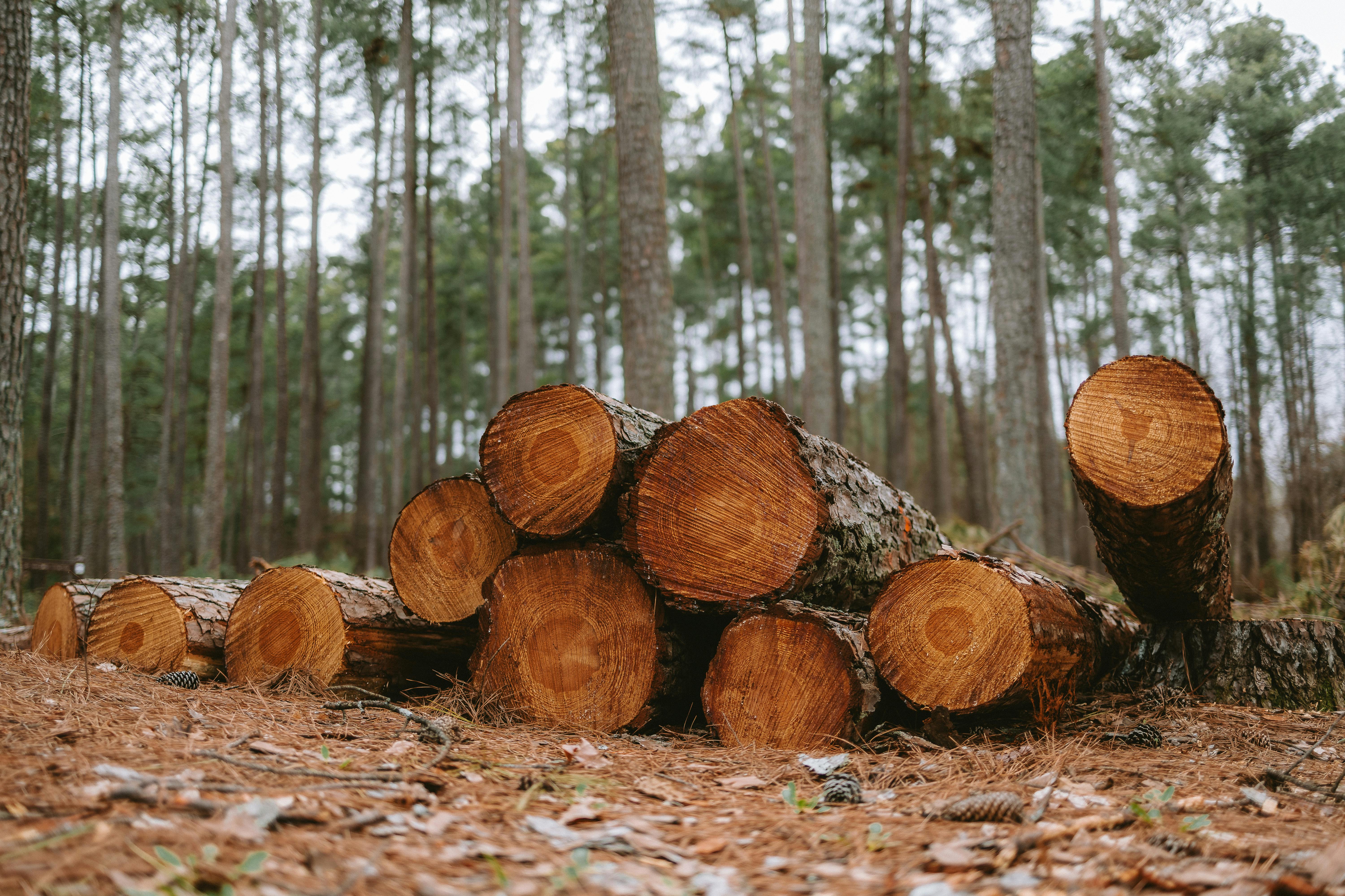 Tree Logs in a Forest · Free Stock Photo