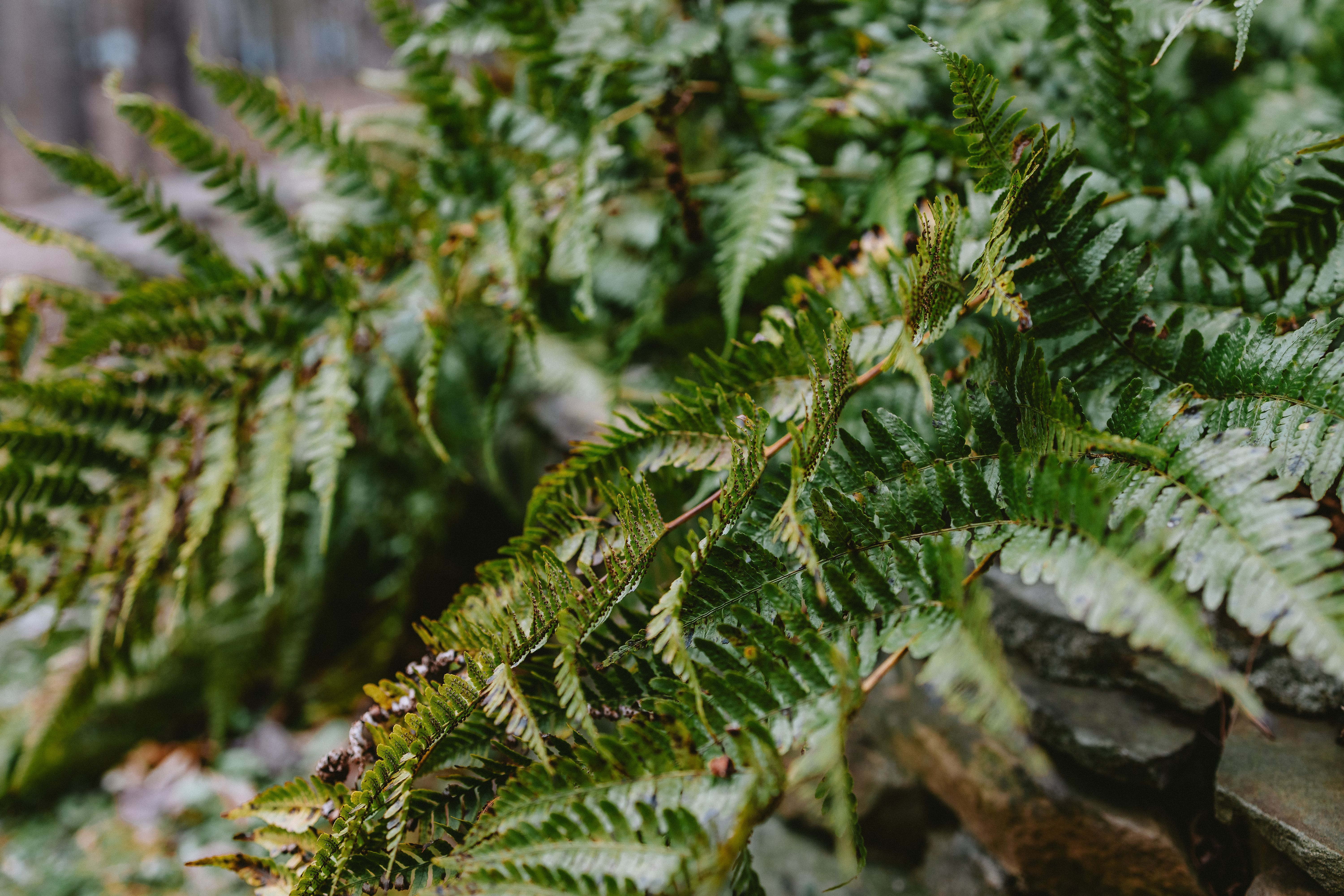 Branches of a fern plant · Free Stock Photo