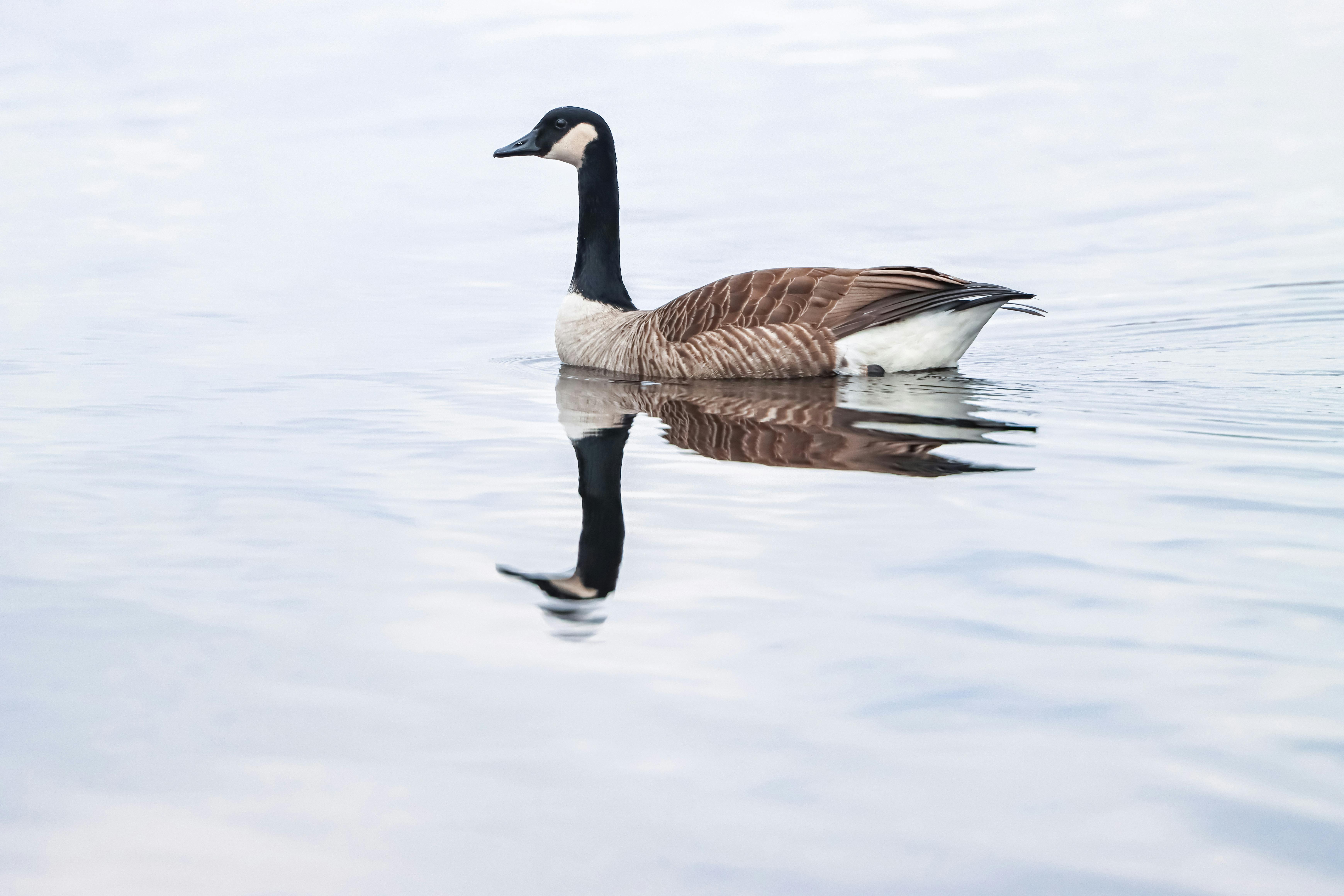 Scandinavian Goose Photos, Download The BEST Free Scandinavian Goose ...