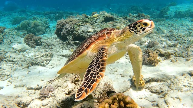 Unveiling the Fascinating Evolution of Sea Turtles Species