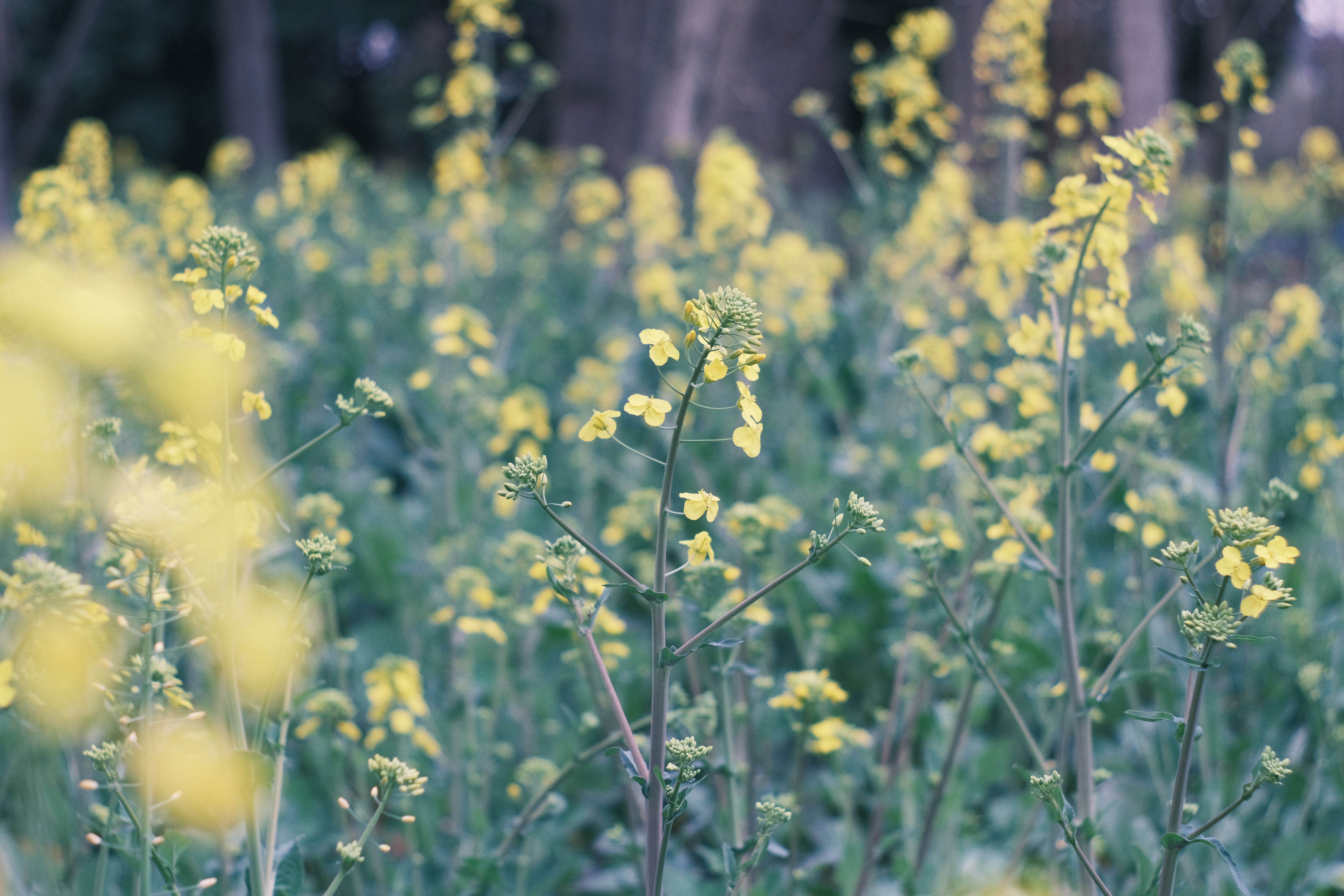 Close-up of Yellow Canola Flowers on a Field · Free Stock Photo
