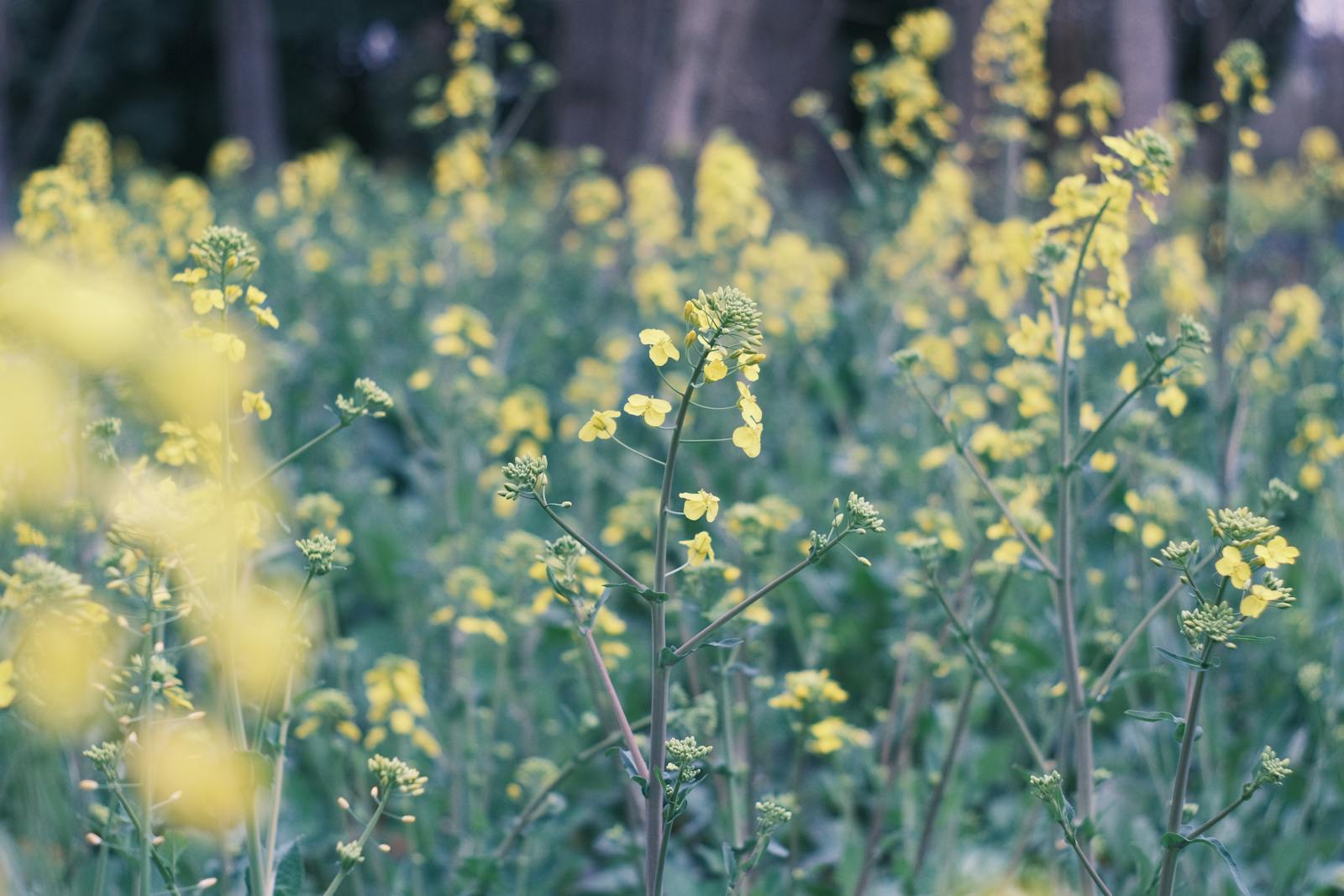 Canola Photos, Download The BEST Free Canola Stock Photos & HD Images