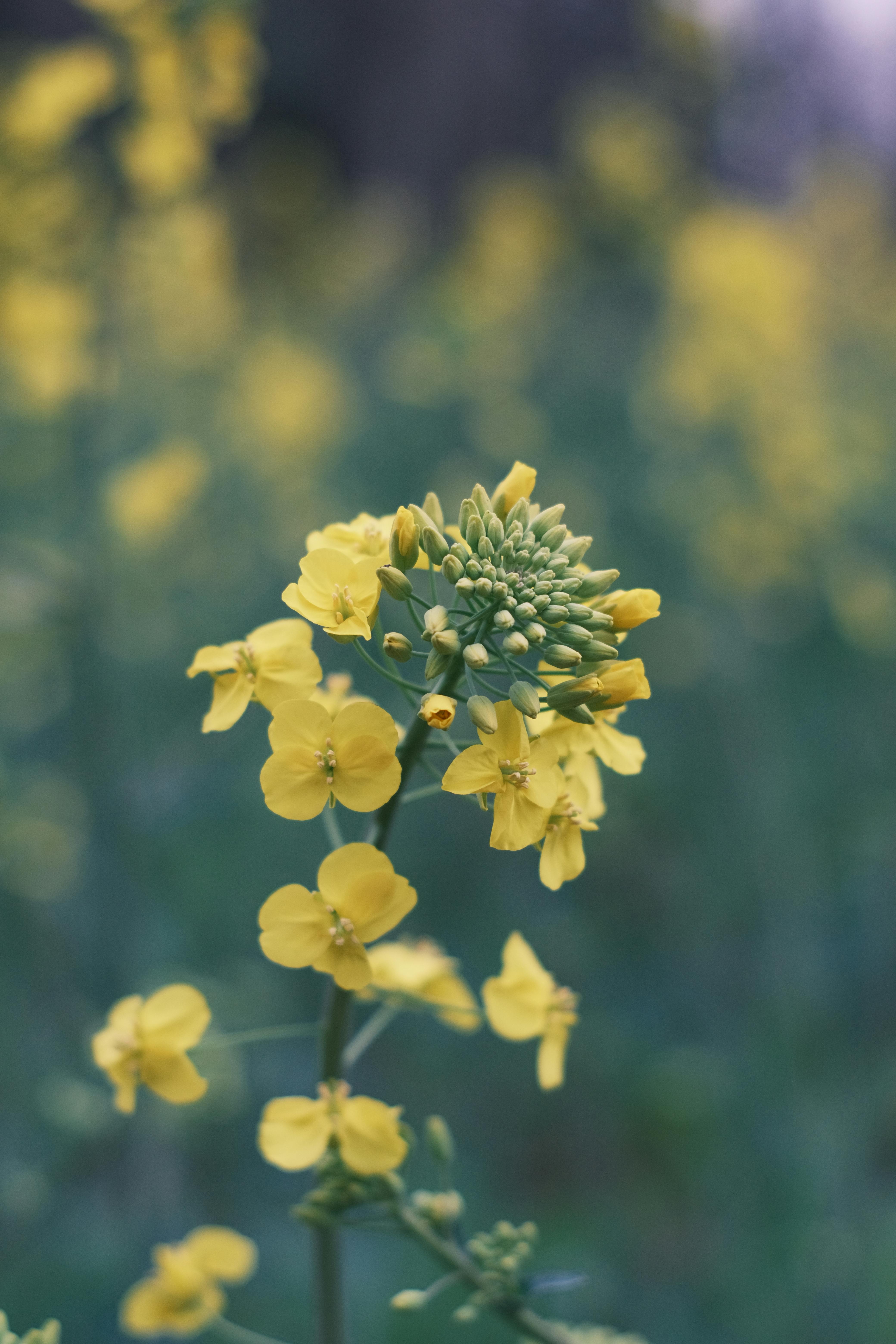 Close-up of Rapeseed Flowers · Free Stock Photo