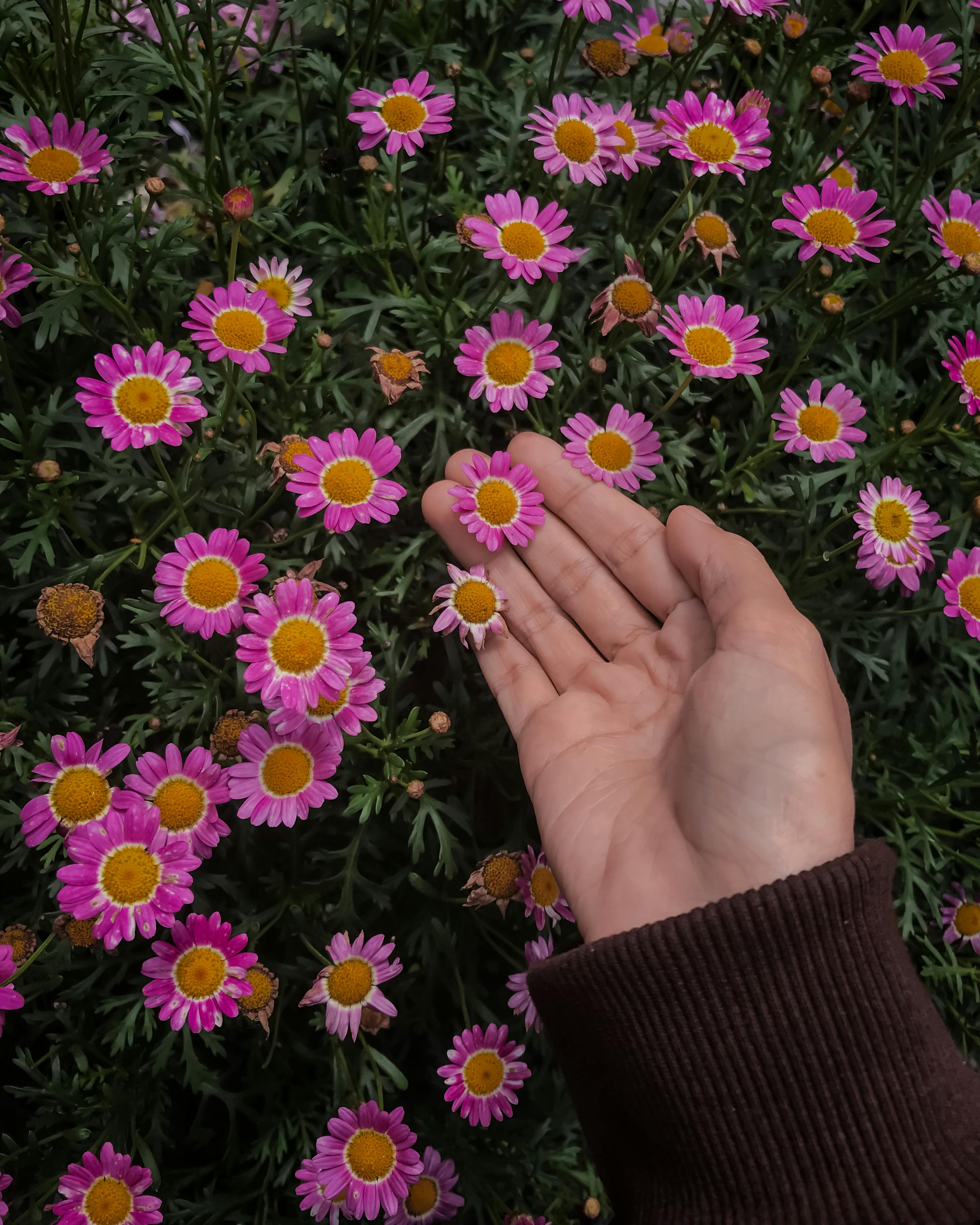 Hand Touching Pink Daisies · Free Stock Photo