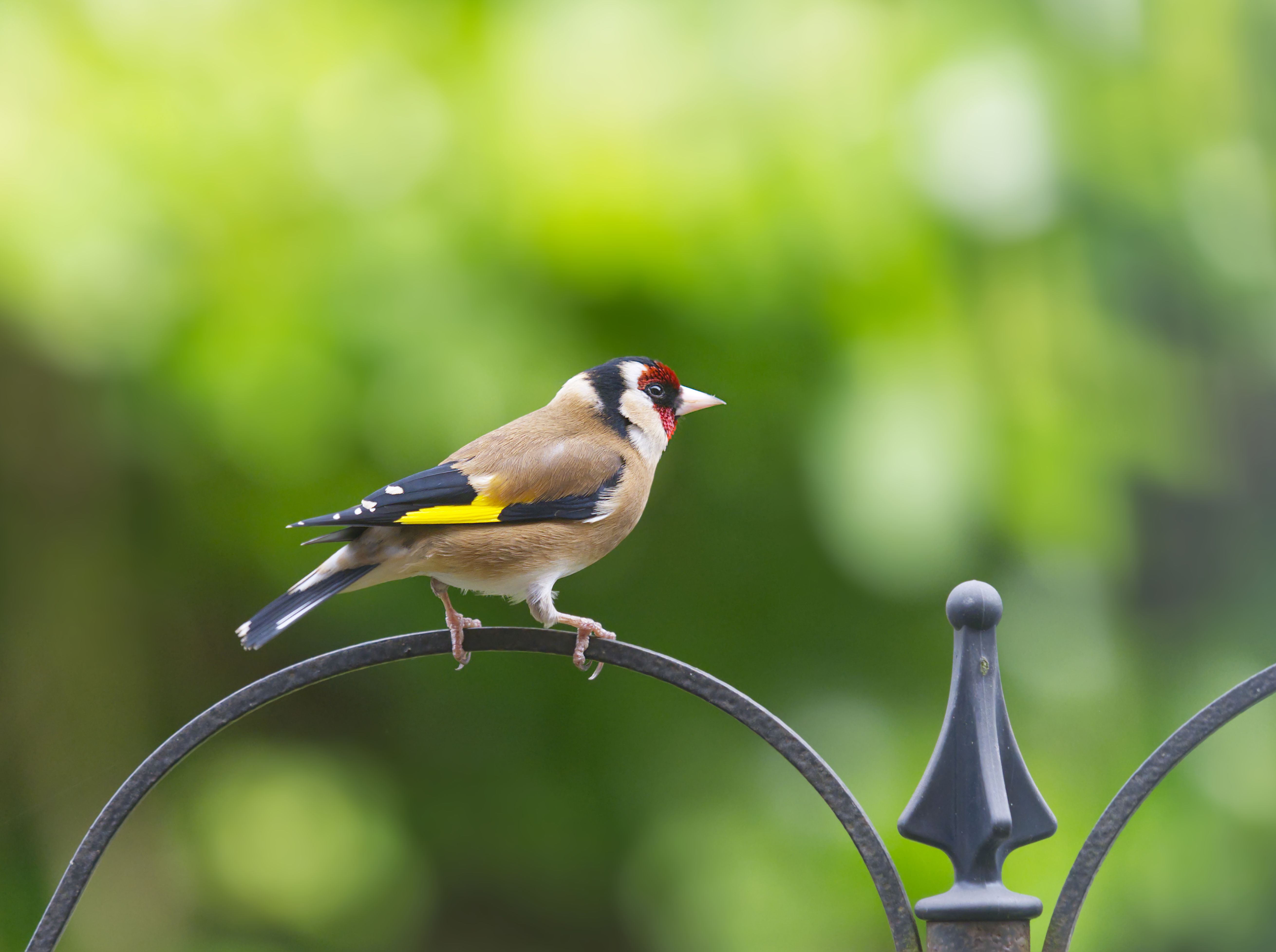 Eastern Goldfinch Bird Photos, Download The BEST Free Eastern Goldfinch ...