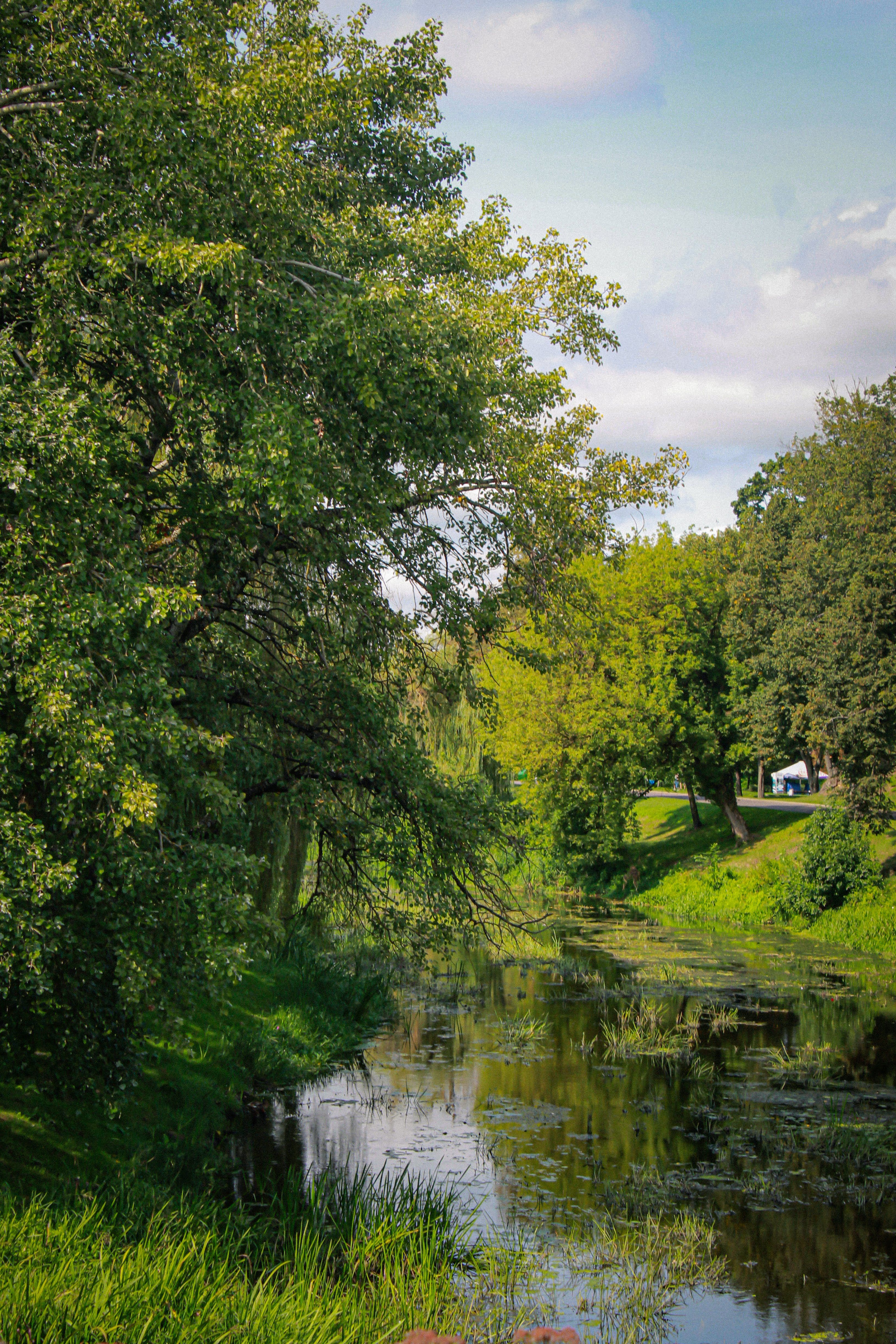 View of a River Flowing between Trees · Free Stock Photo
