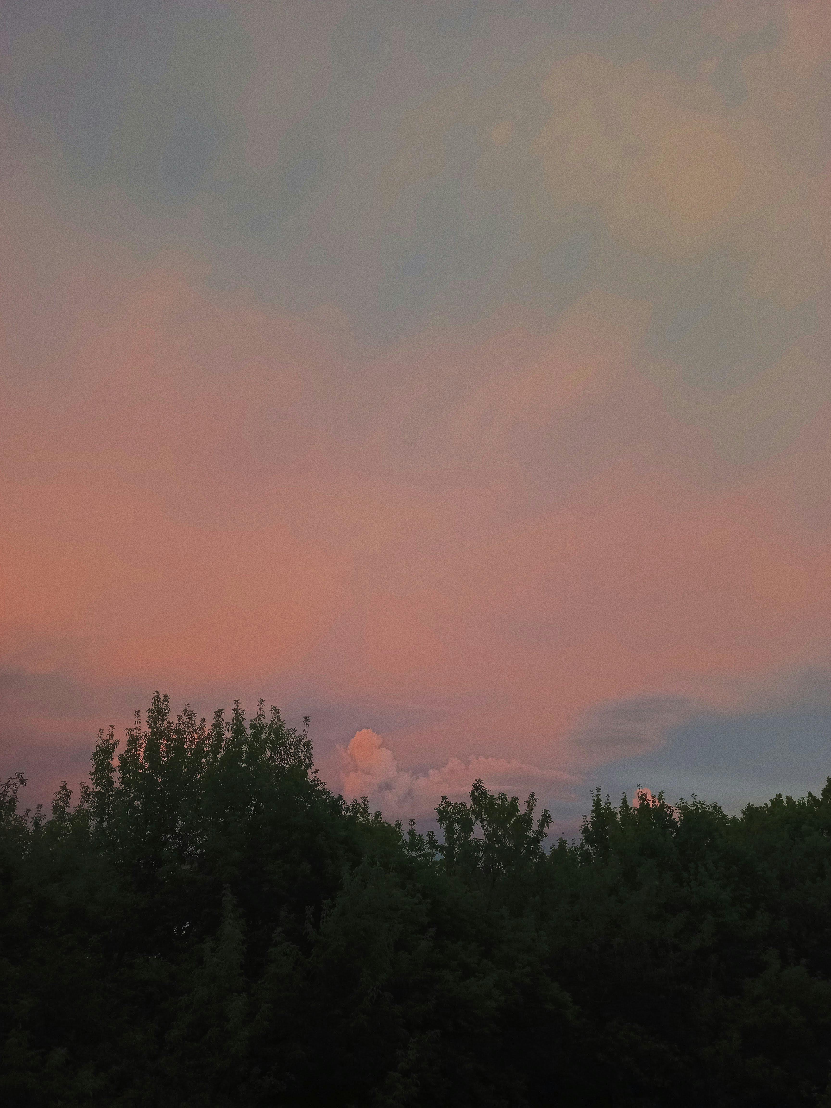 Pink Sky over Trees at Sunset · Free Stock Photo