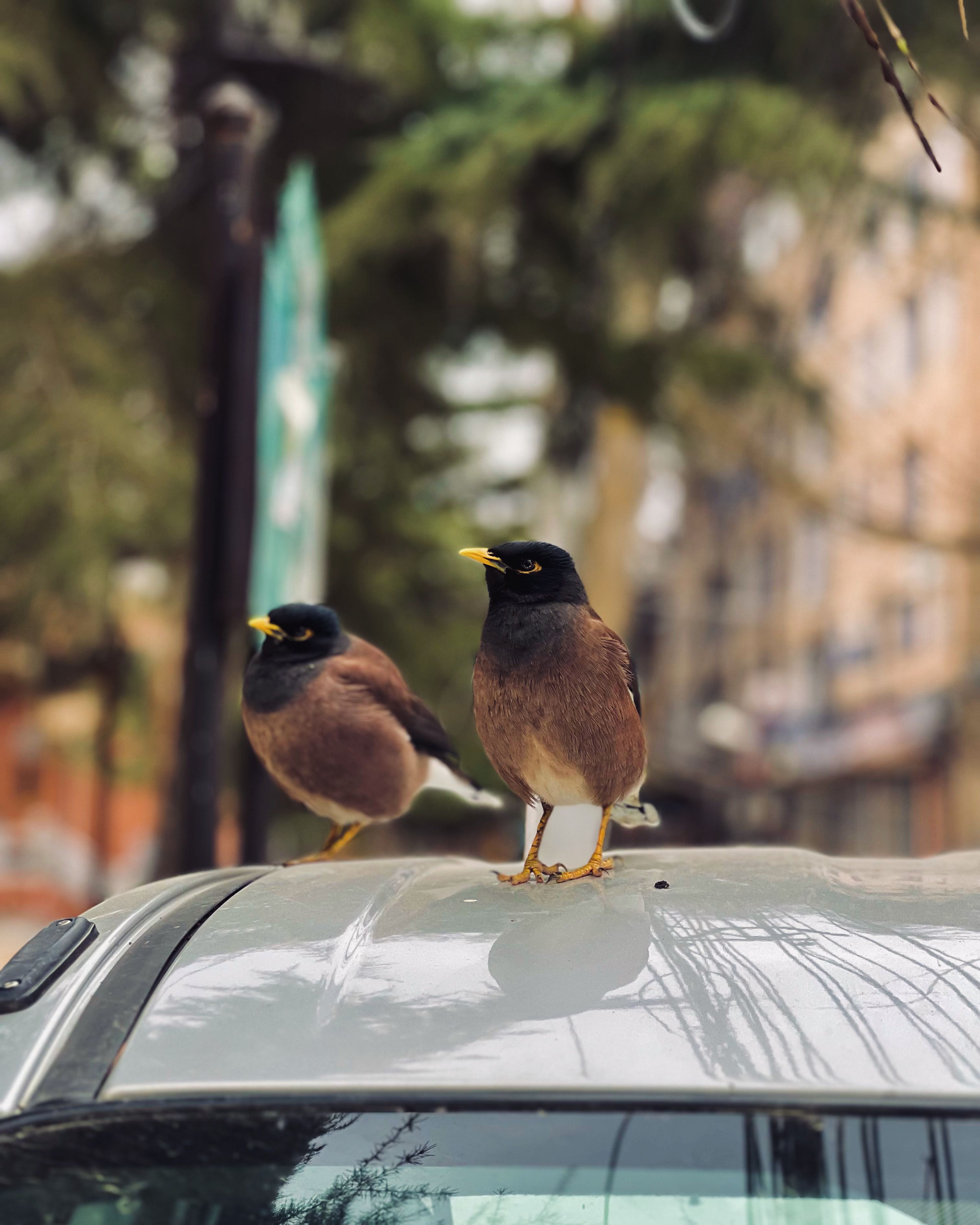 Close-up of Birds Perching on a Car Roof · Free Stock Photo