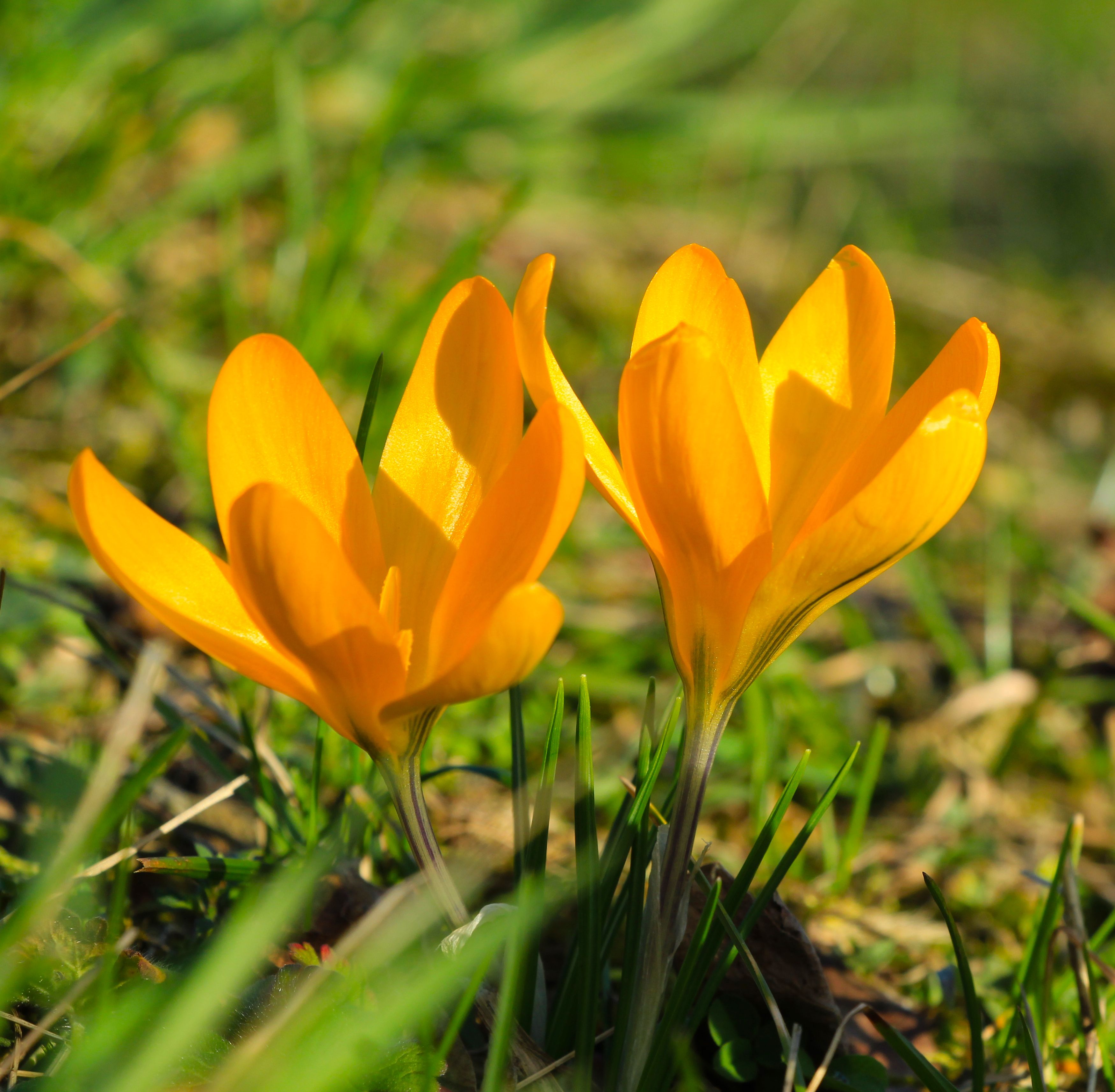 Closeup of Two Yellow Crocus on a Grass · Free Stock Photo