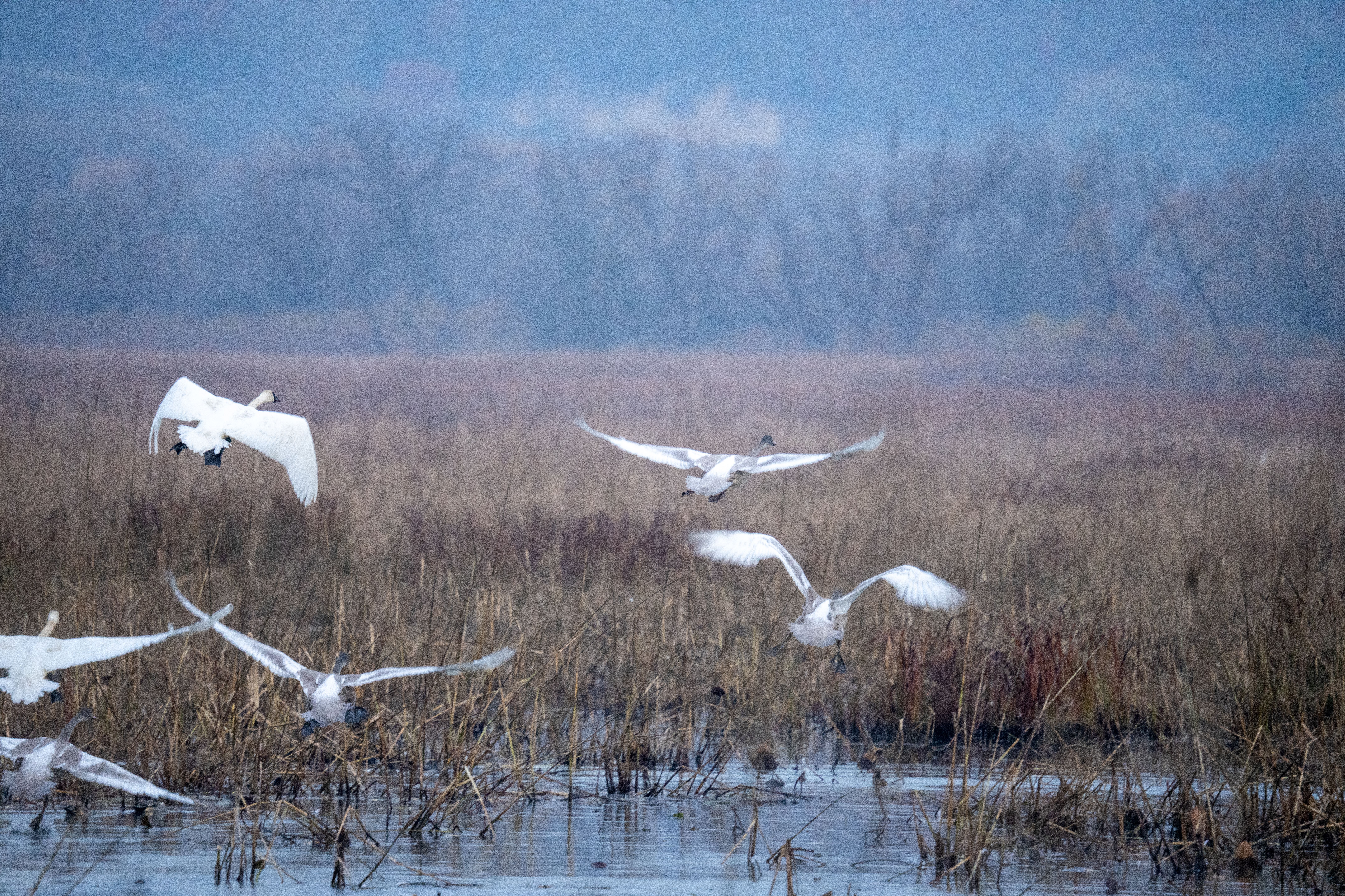 Landscape of Swans Flying over a Wetland · Free Stock Photo