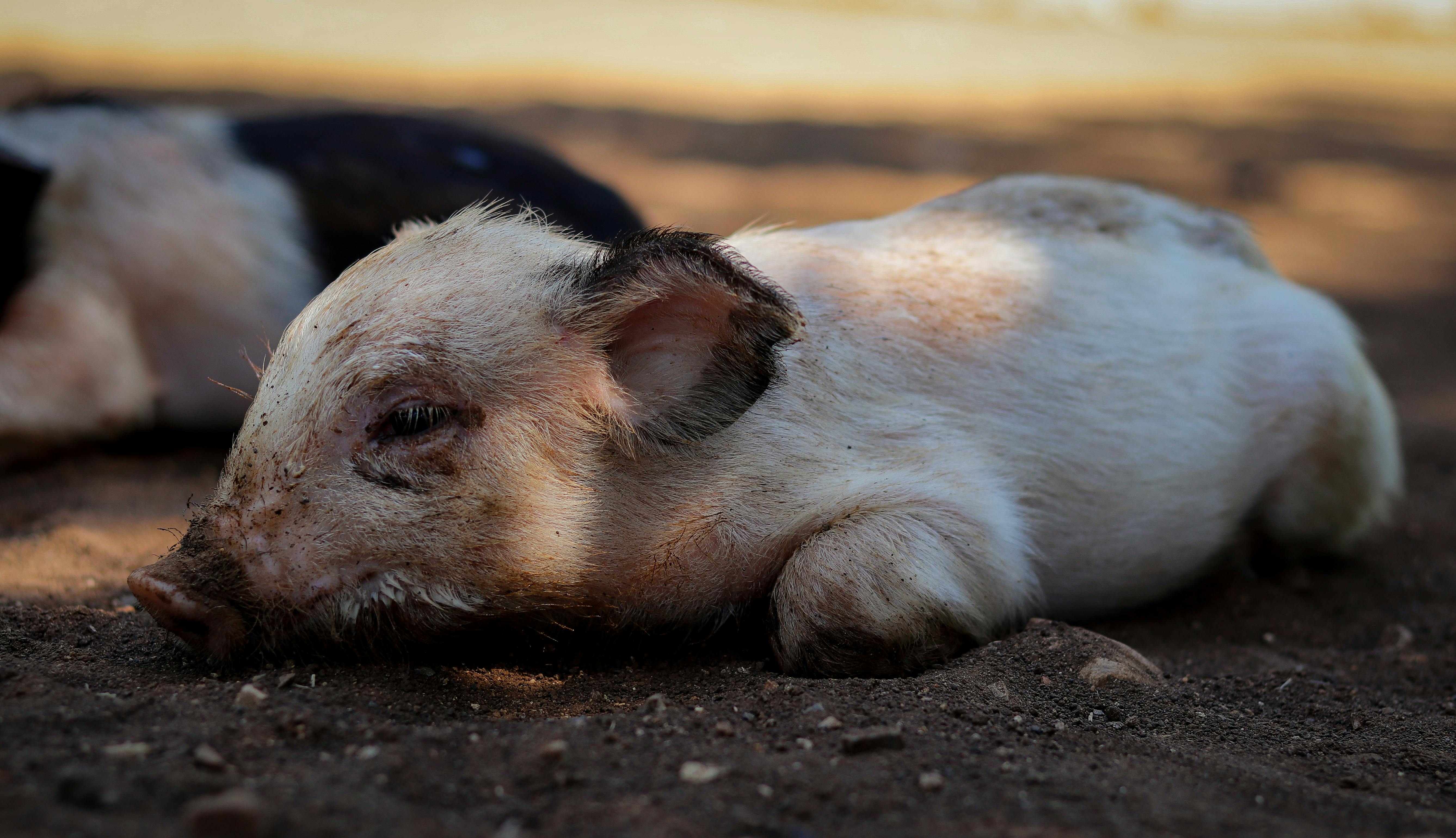 A small pig laying down on the ground · Free Stock Photo