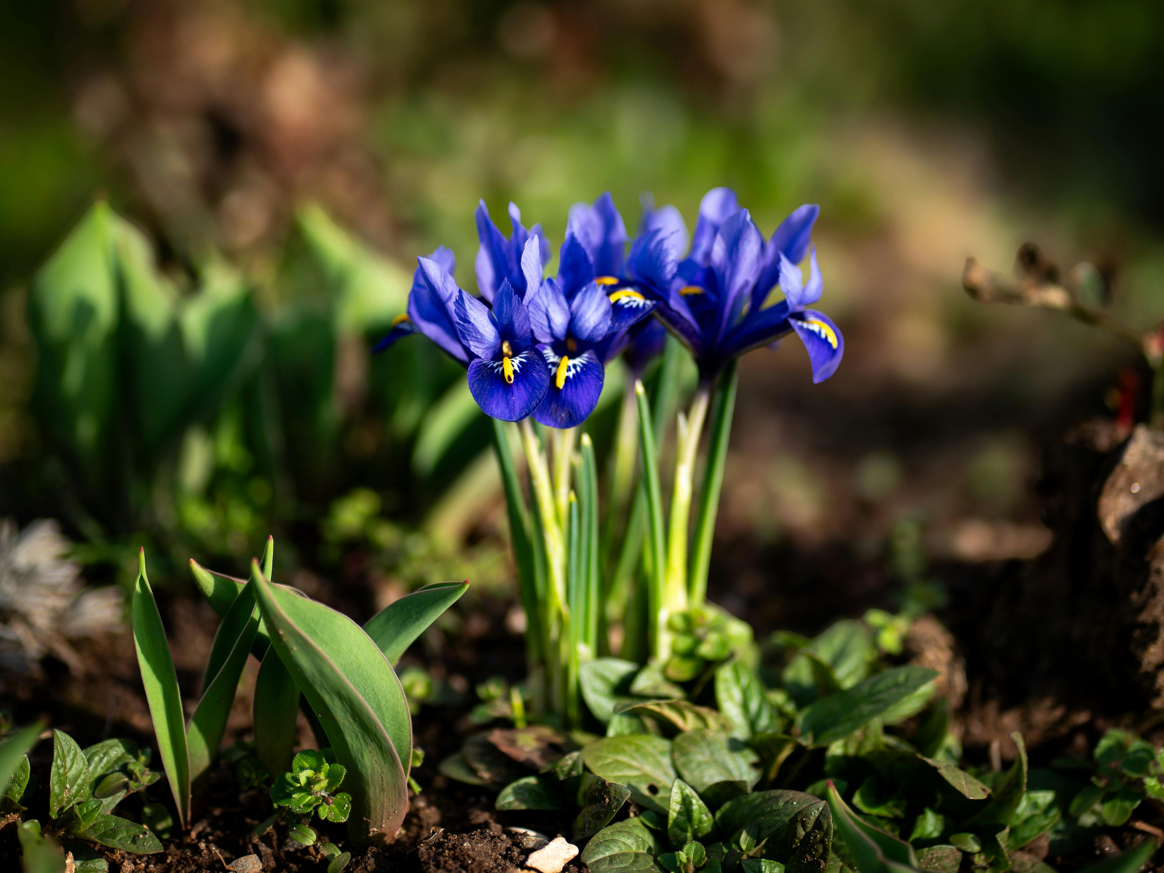 Blue Crocus Flowers · Free Stock Photo