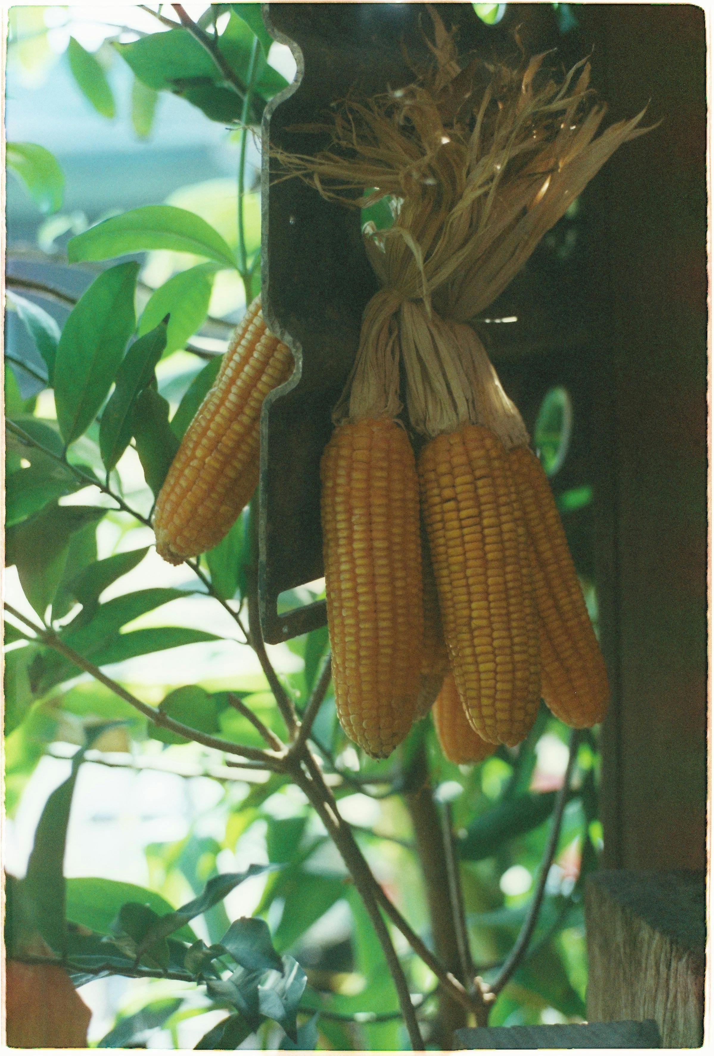 Maize Tassel Photos, Download The BEST Free Maize Tassel Stock Photos ...