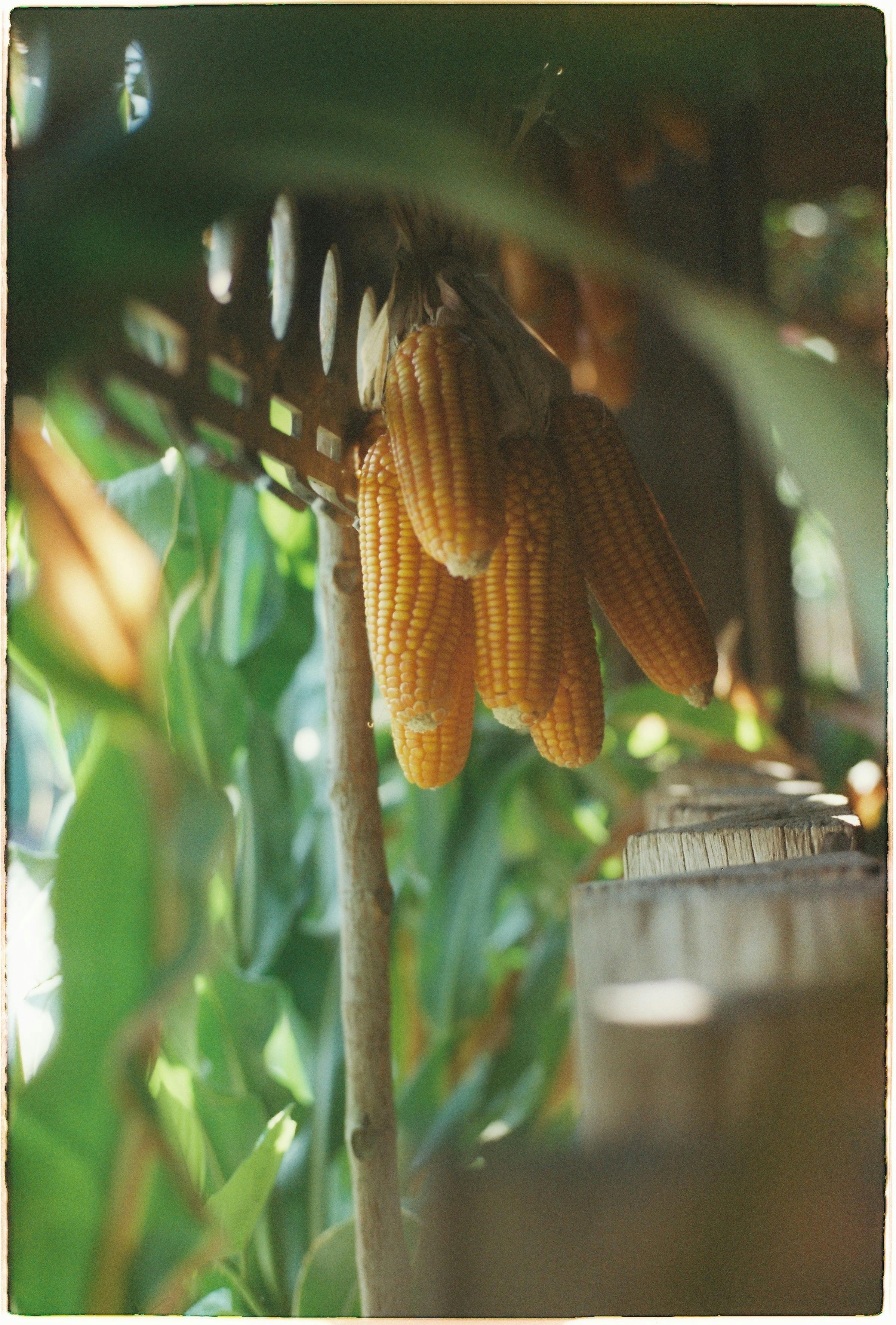 Corn Hanging near Branch and Wooden Posts · Free Stock Photo