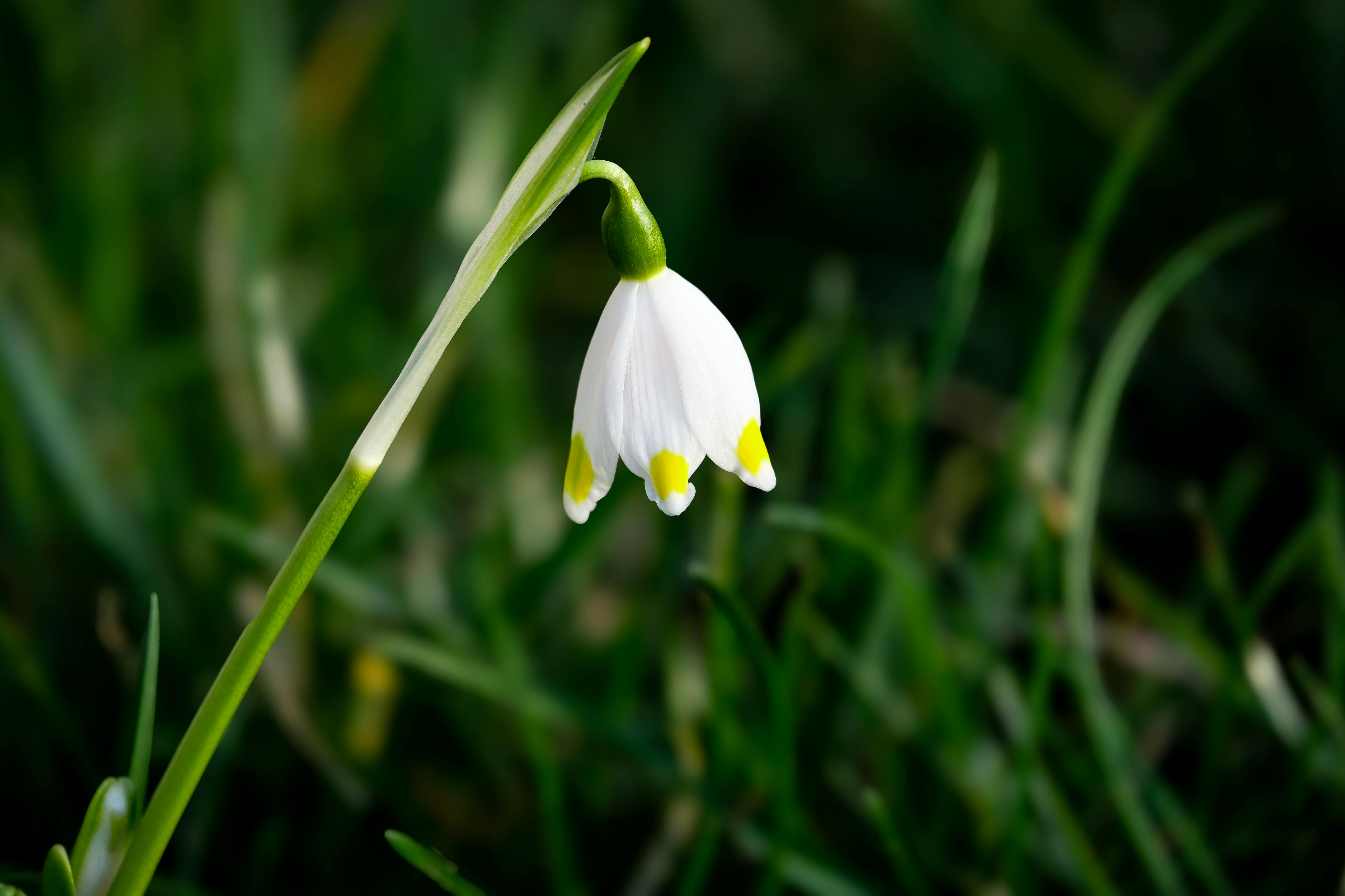 A single snowdrop flower in the grass · Free Stock Photo