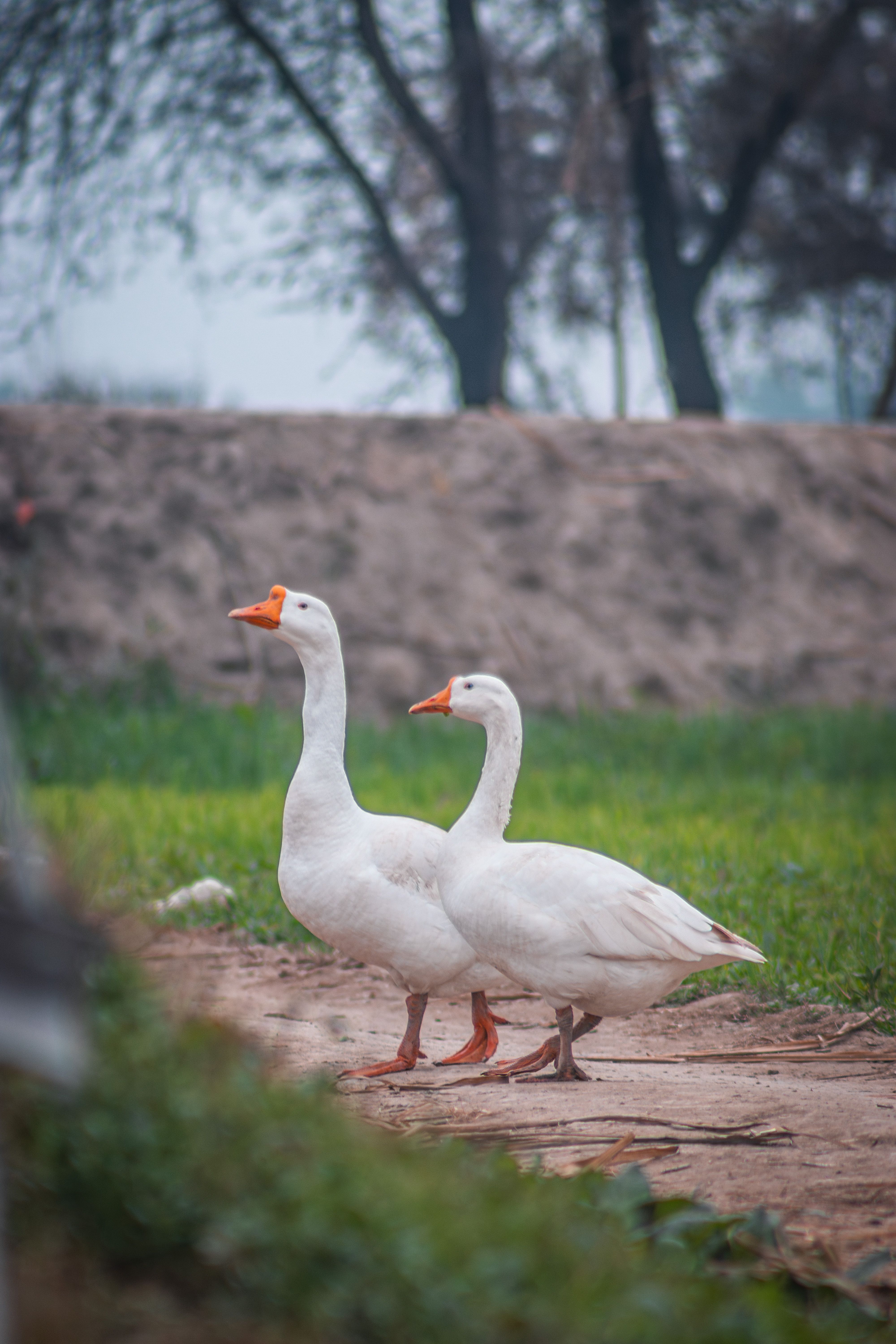 Two Geese in Countryside · Free Stock Photo