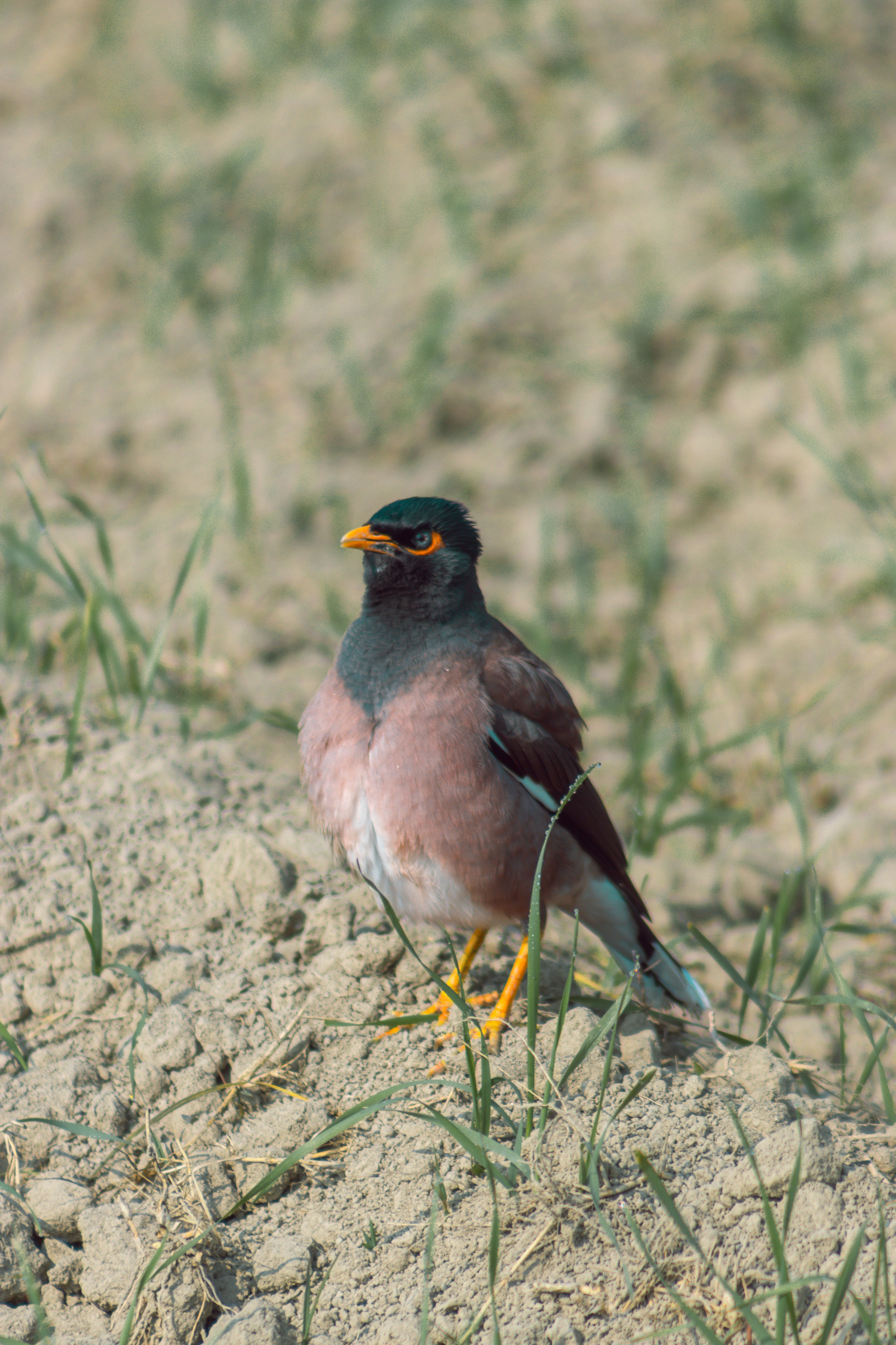 Common Myna on Ground · Free Stock Photo
