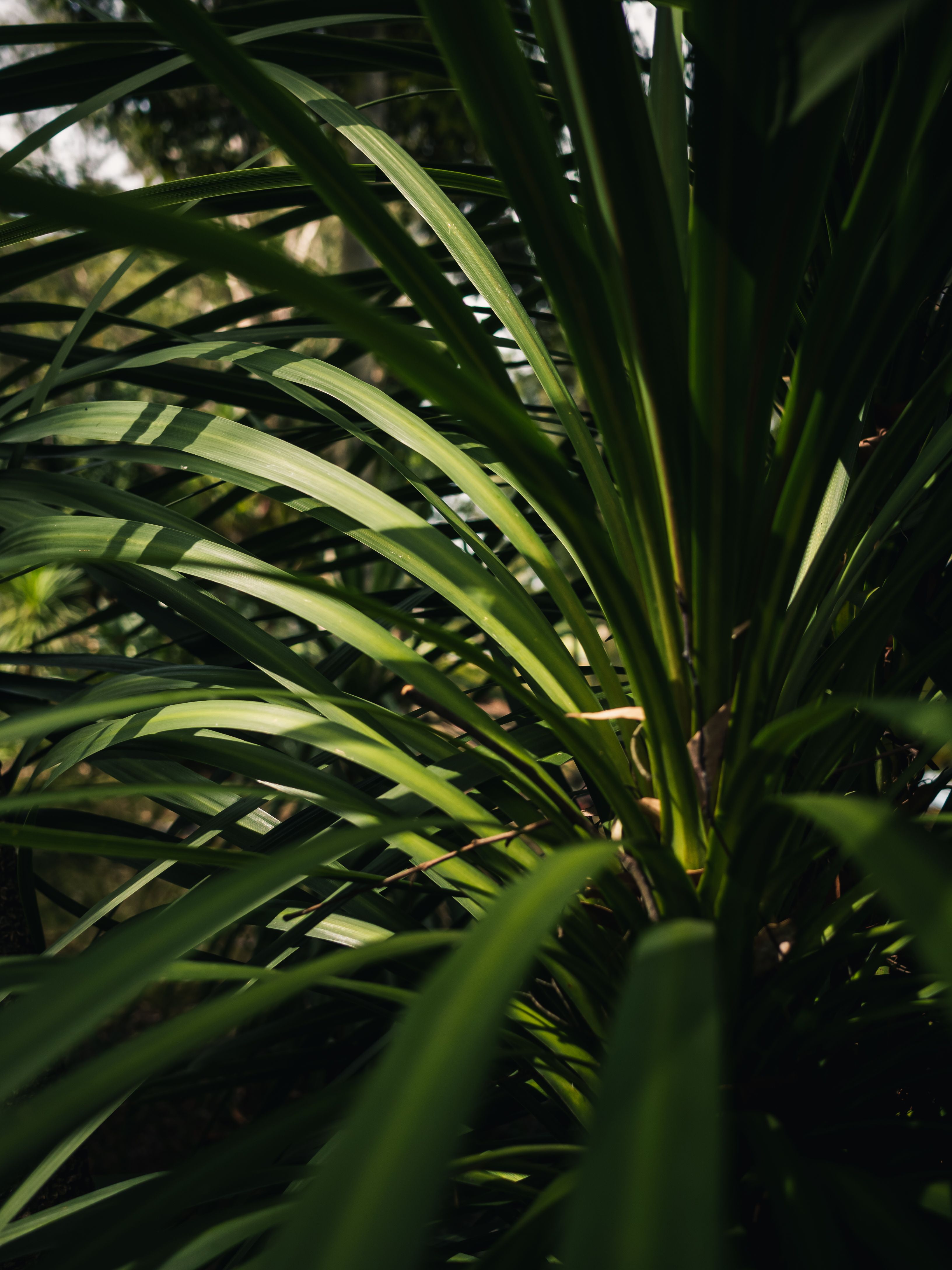 Low Angle Photo of Linear Leaf Plant · Free Stock Photo