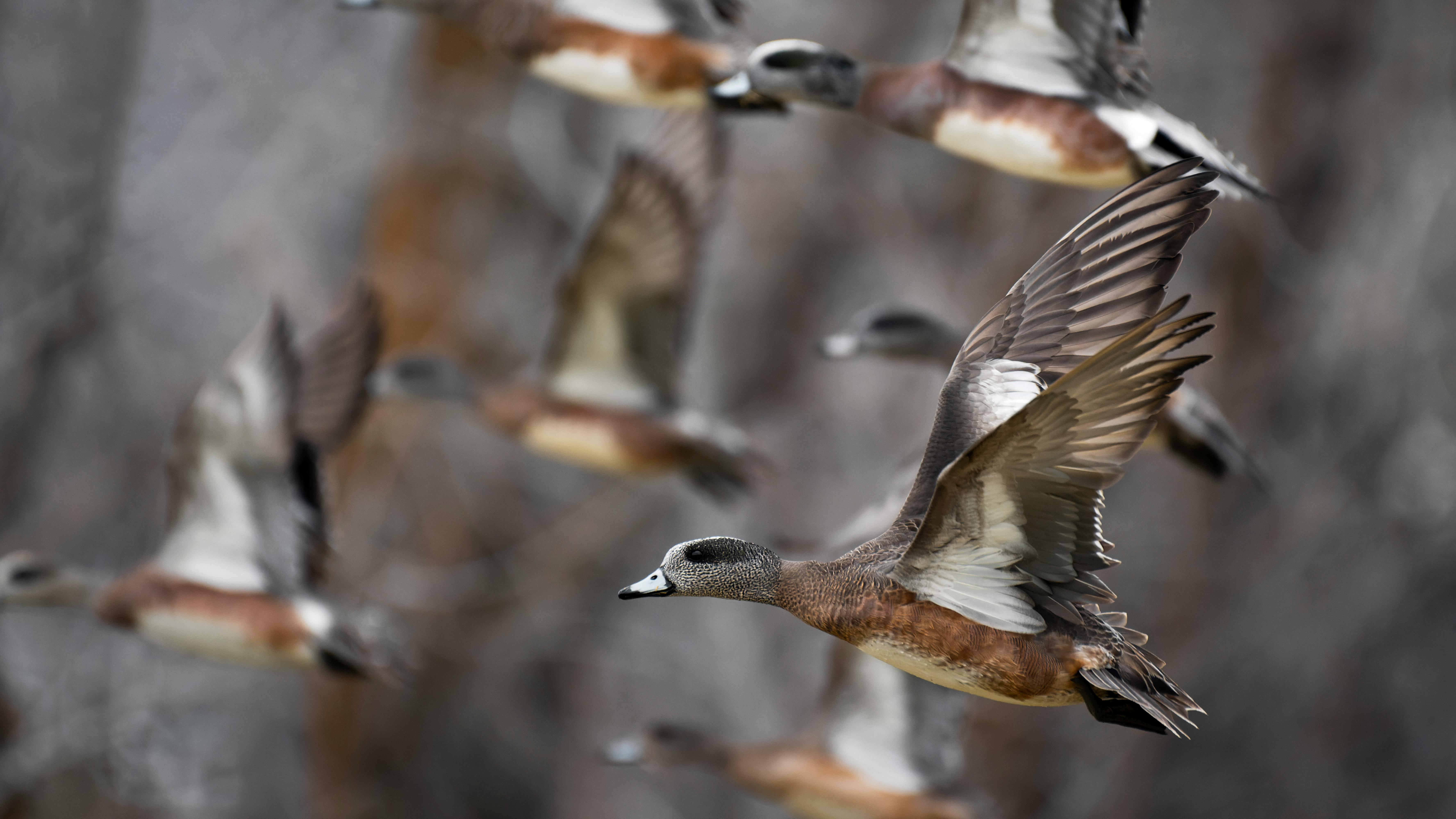 Ducks in Flight · Free Stock Photo