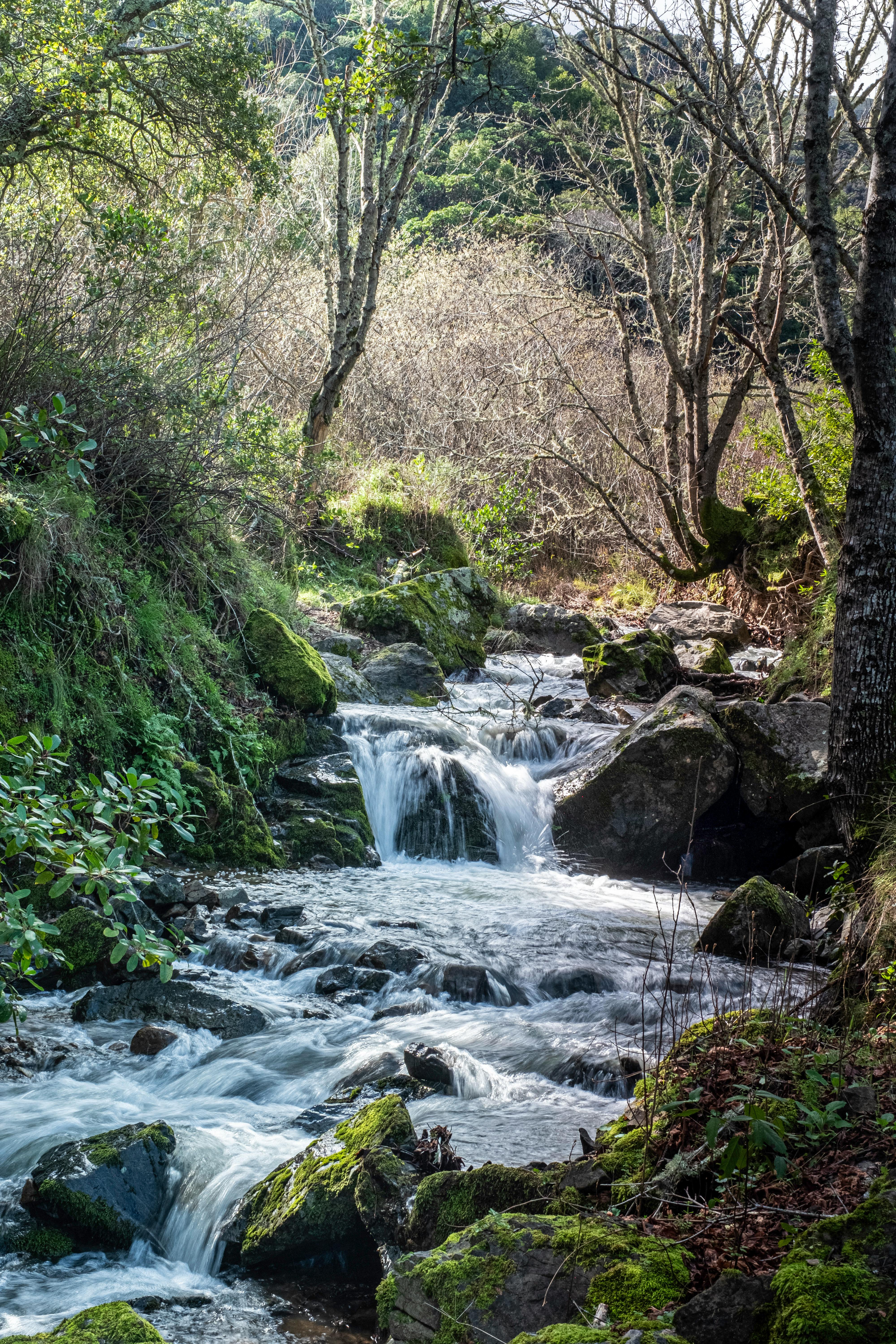 Trees around Stream in Forest · Free Stock Photo