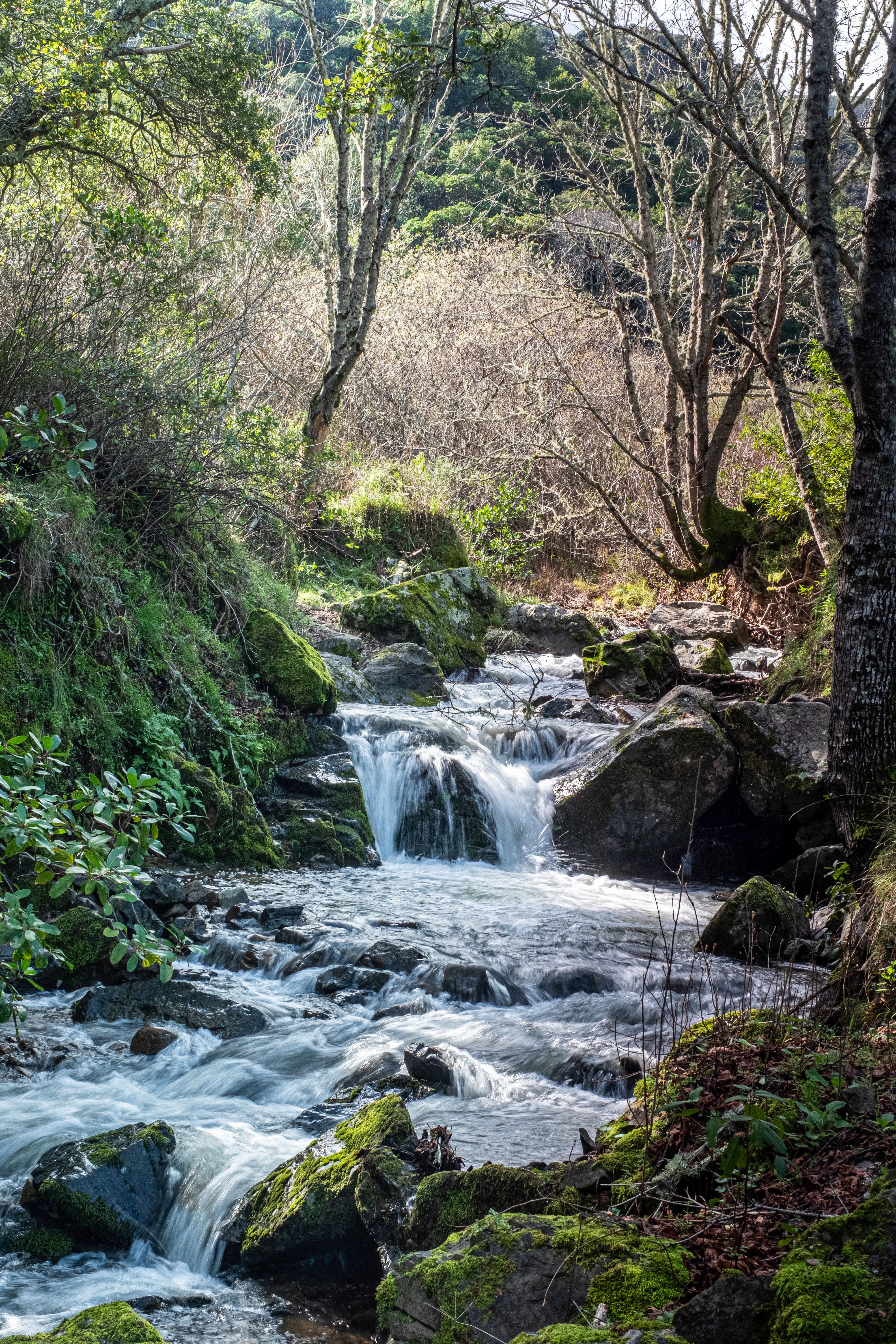 A stream flowing through the woods with rocks and trees · Free Stock Photo