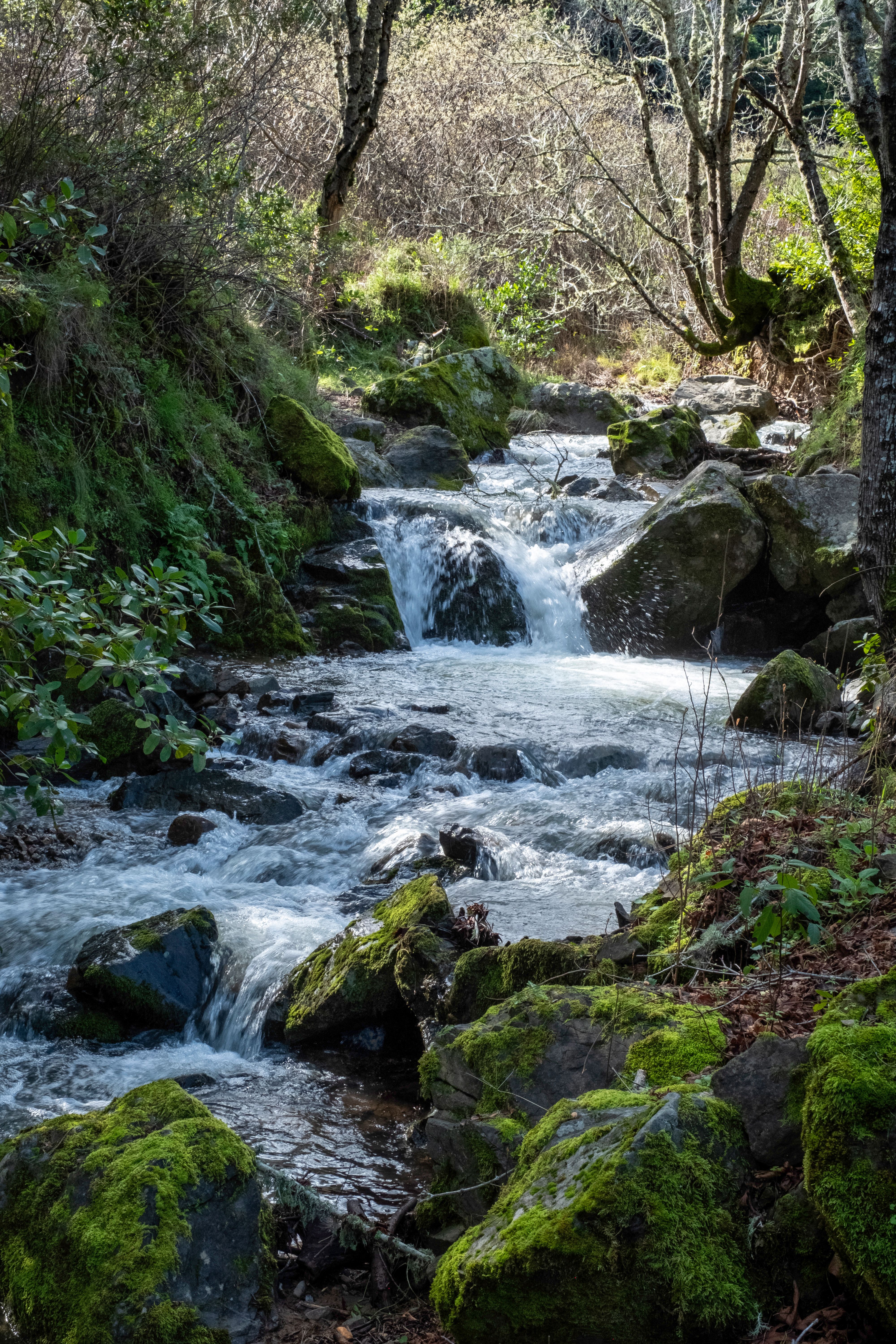 A stream running through the woods with rocks and moss · Free Stock Photo
