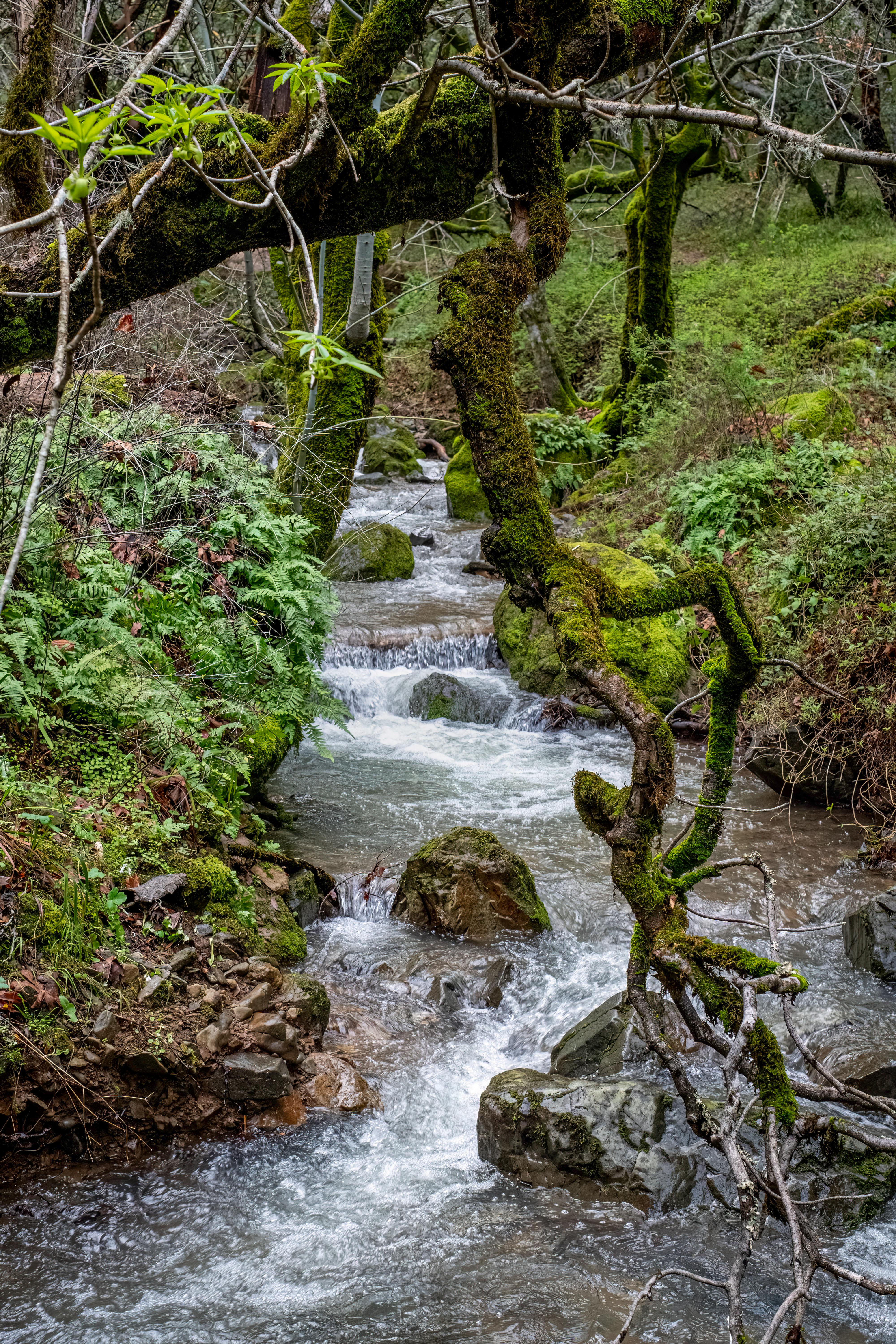 Stream in Forest · Free Stock Photo